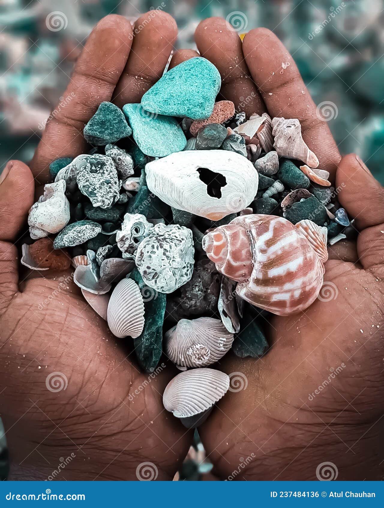 Different Types of Sea Shells in the Hand Stock Photo - Image of print ...