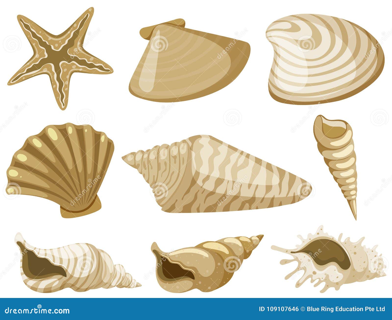 Different Types of Seashells in Brown Color Stock Vector - Illustration ...