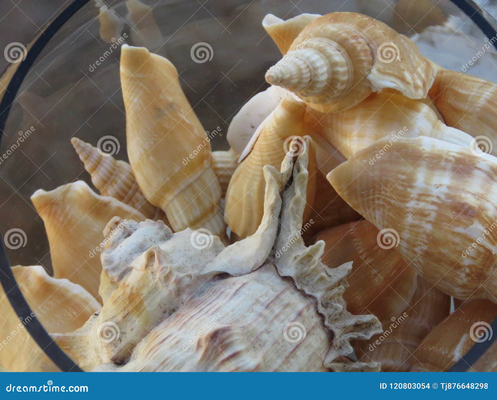 Different Types of Seashells Stock Photo - Image of yellow, grey: 120803054