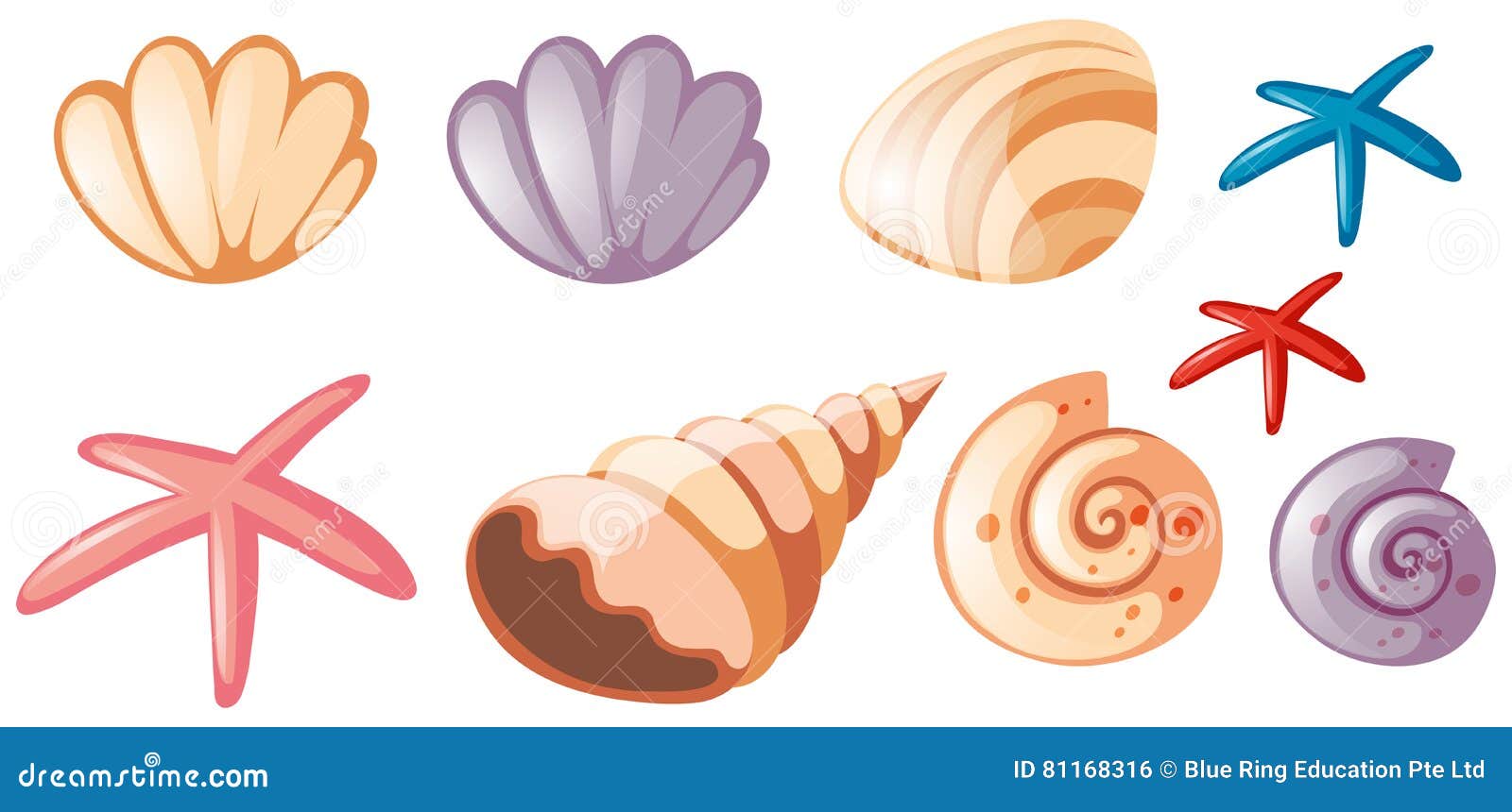 Different Types of Seashells Stock Vector - Illustration of collection ...