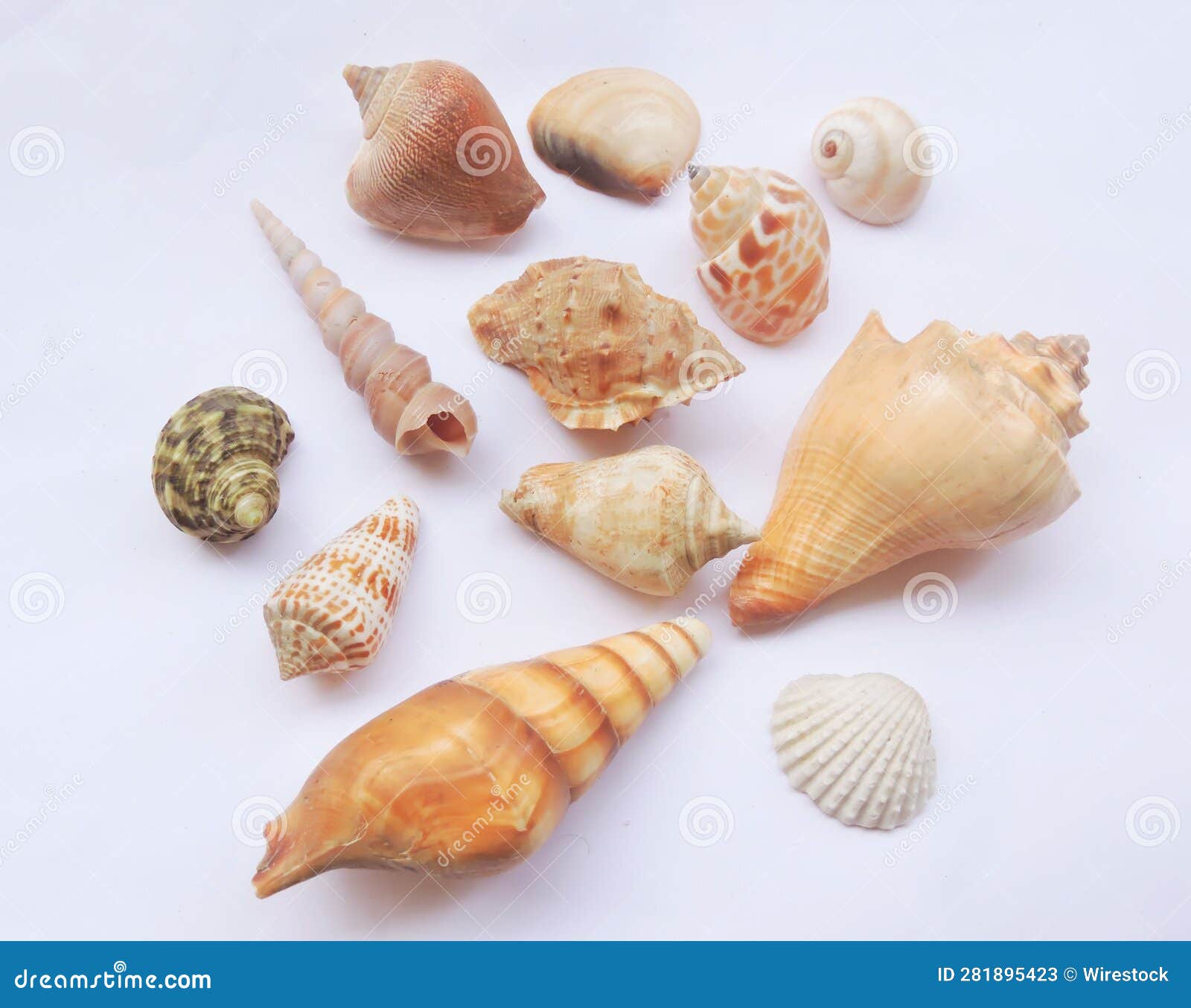 Different Types of Seashells in Isolated White Background. Stock Image ...