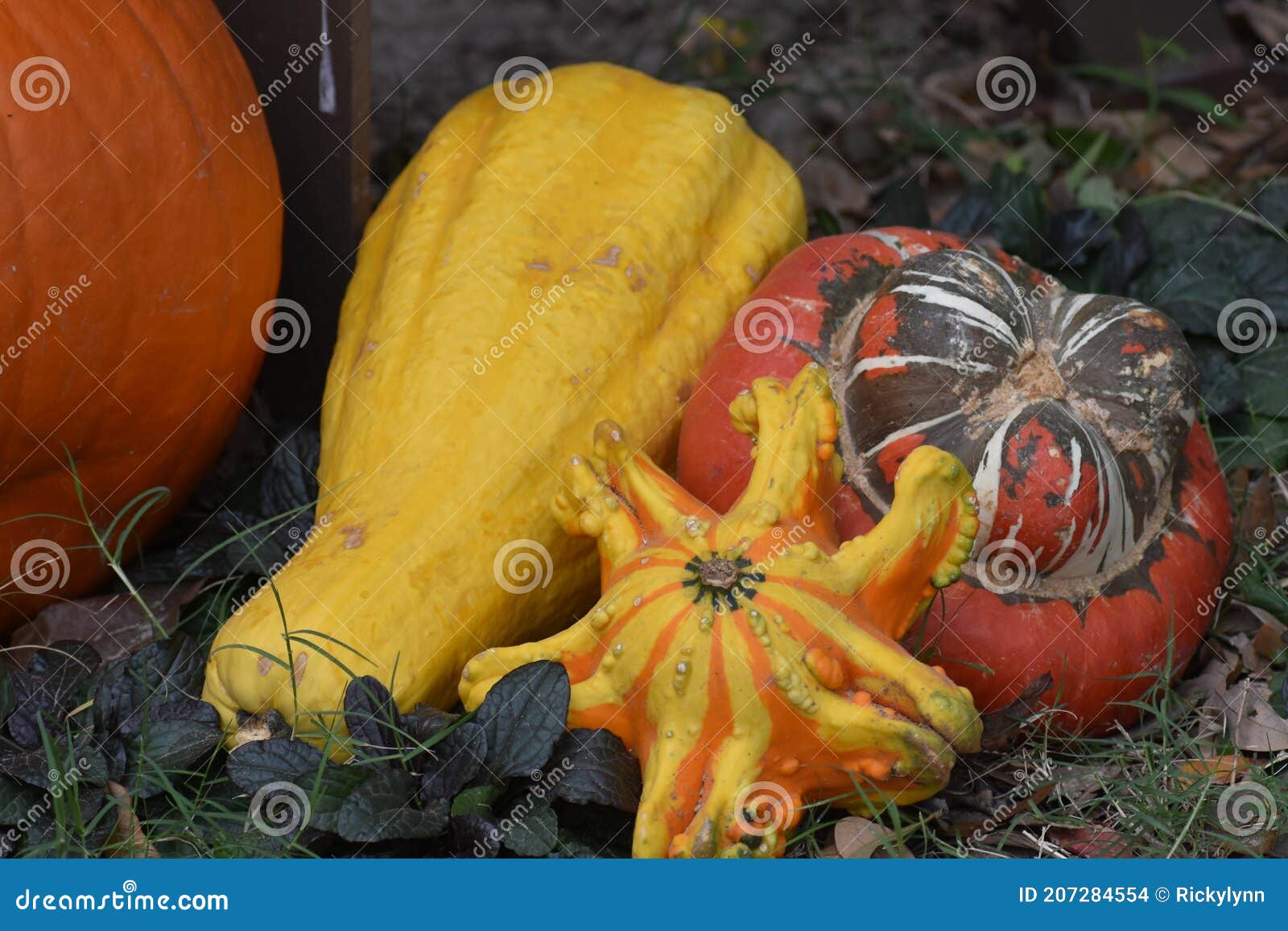 Different types of Squash stock photo. Image of lines - 207284554
