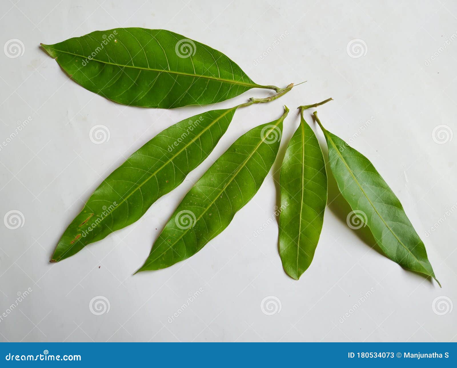 Different Types of Texture and Patterns of a Mango Leaves on White ...