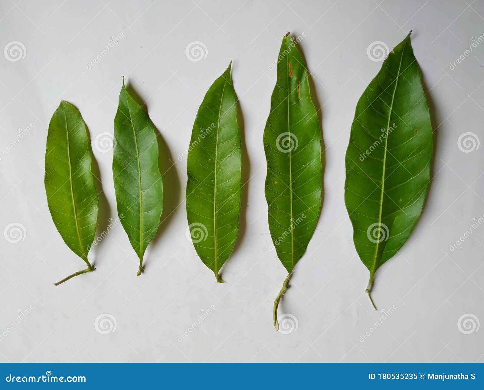 Different Types of Texture and Patterns of a Mango Leaves on White ...