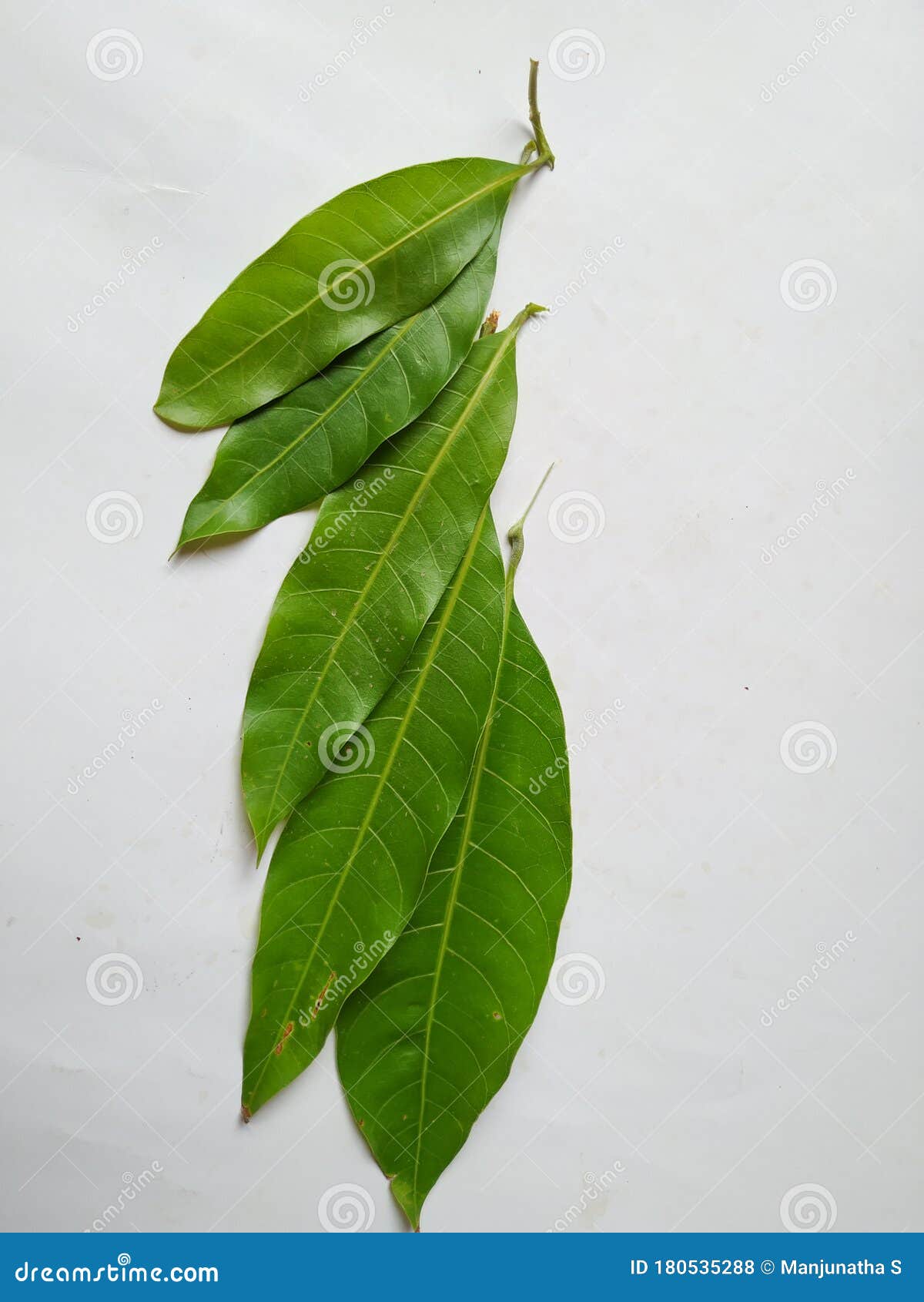 Different Types of Texture and Patterns of a Mango Leaves on White ...