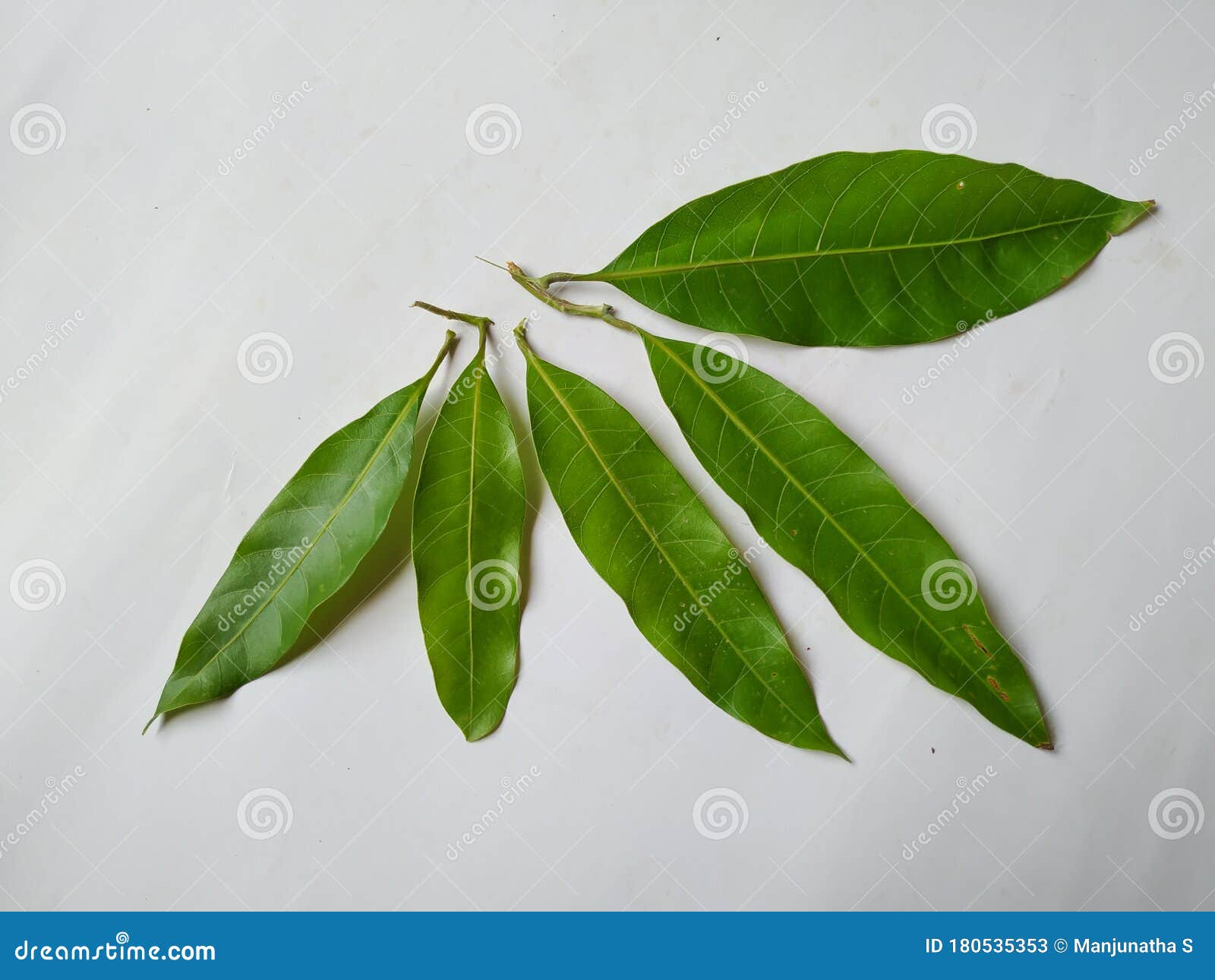 Different Types of Texture and Patterns of a Mango Leaves on White ...