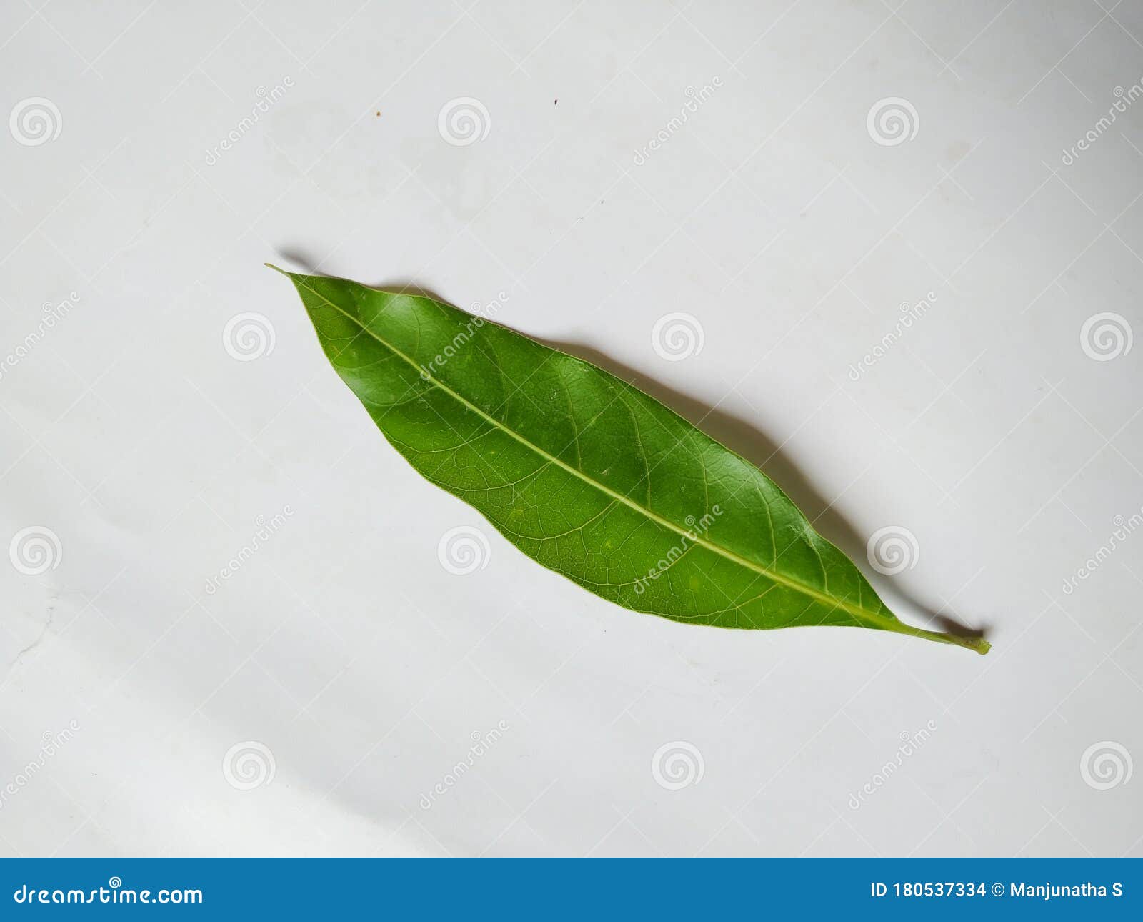Different Types of Texture and Patterns of a Mango Leaves on White ...