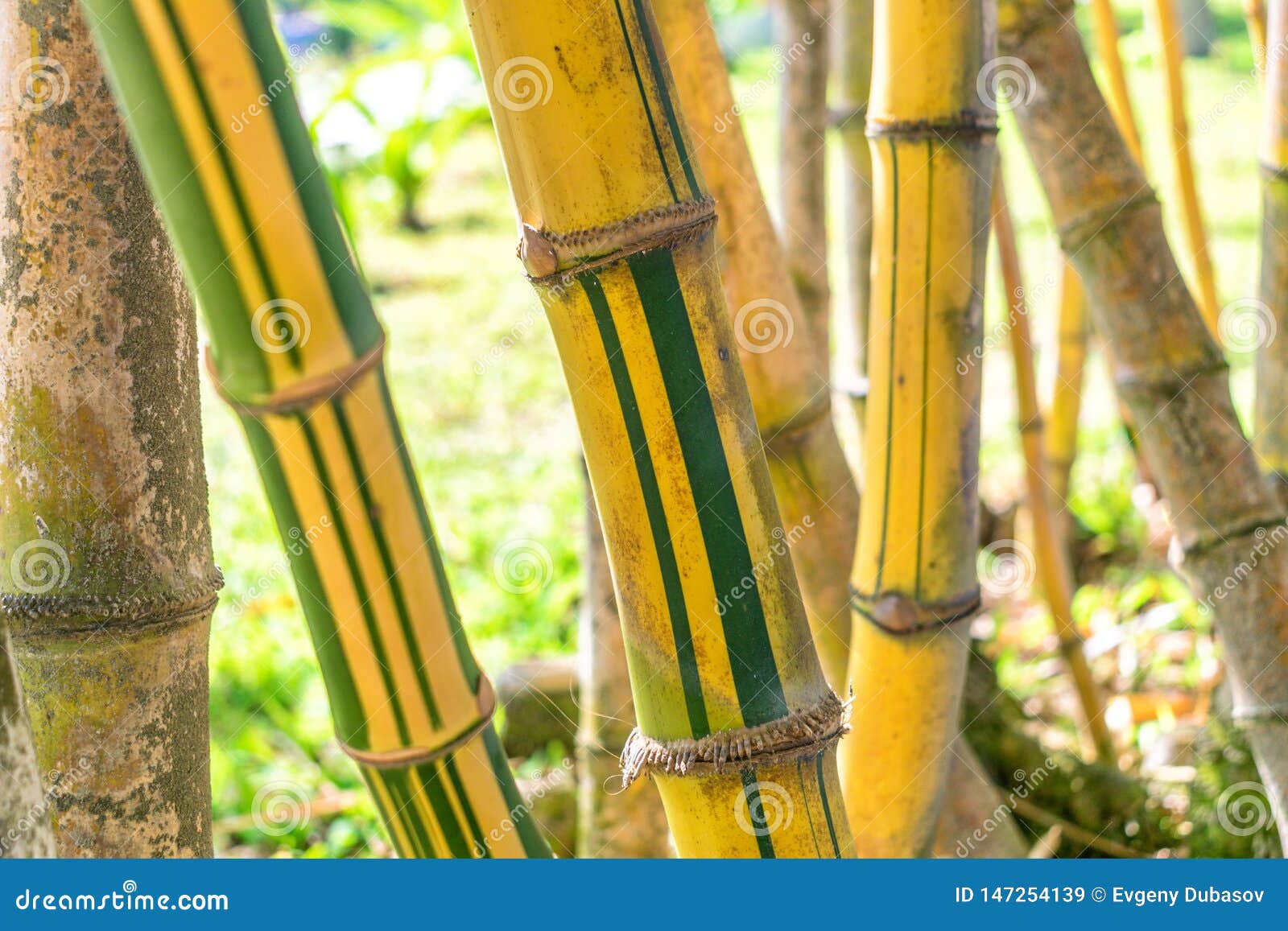 Different Types of Yellow Bamboo Trunks Close-up Stock Image - Image of ...