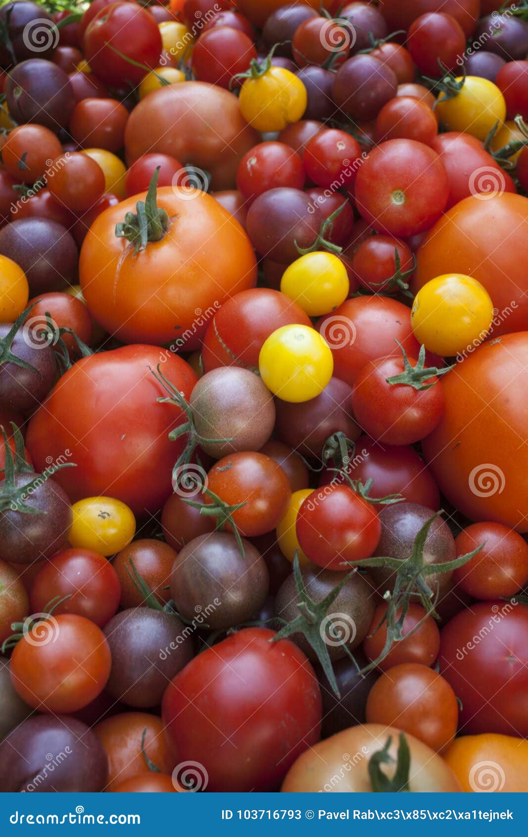 Different Types of Tomatoes from Fresh Harvest Stock Image - Image of ...