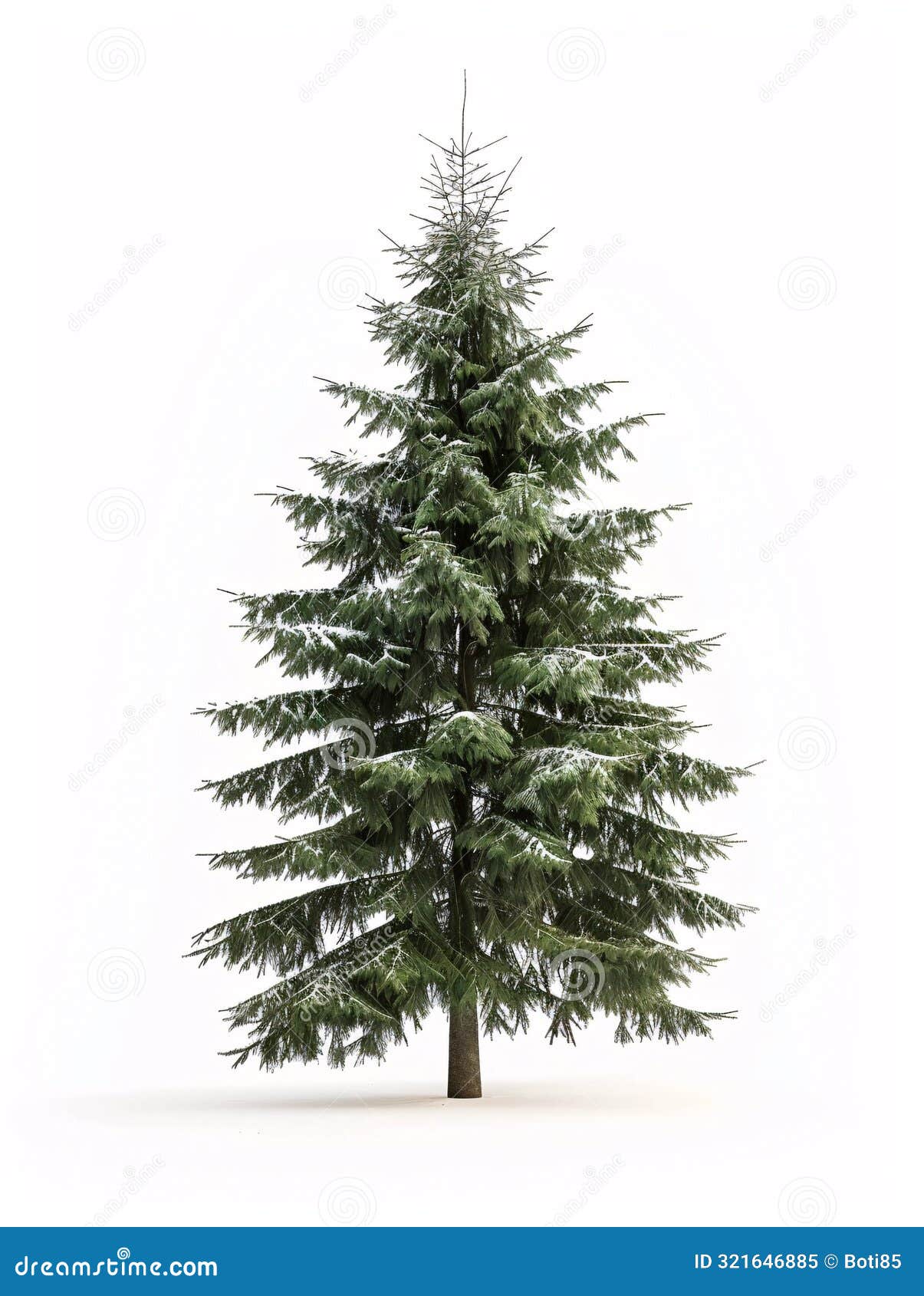 Different Types of Tree Isolated on a Solid White Background Stock ...