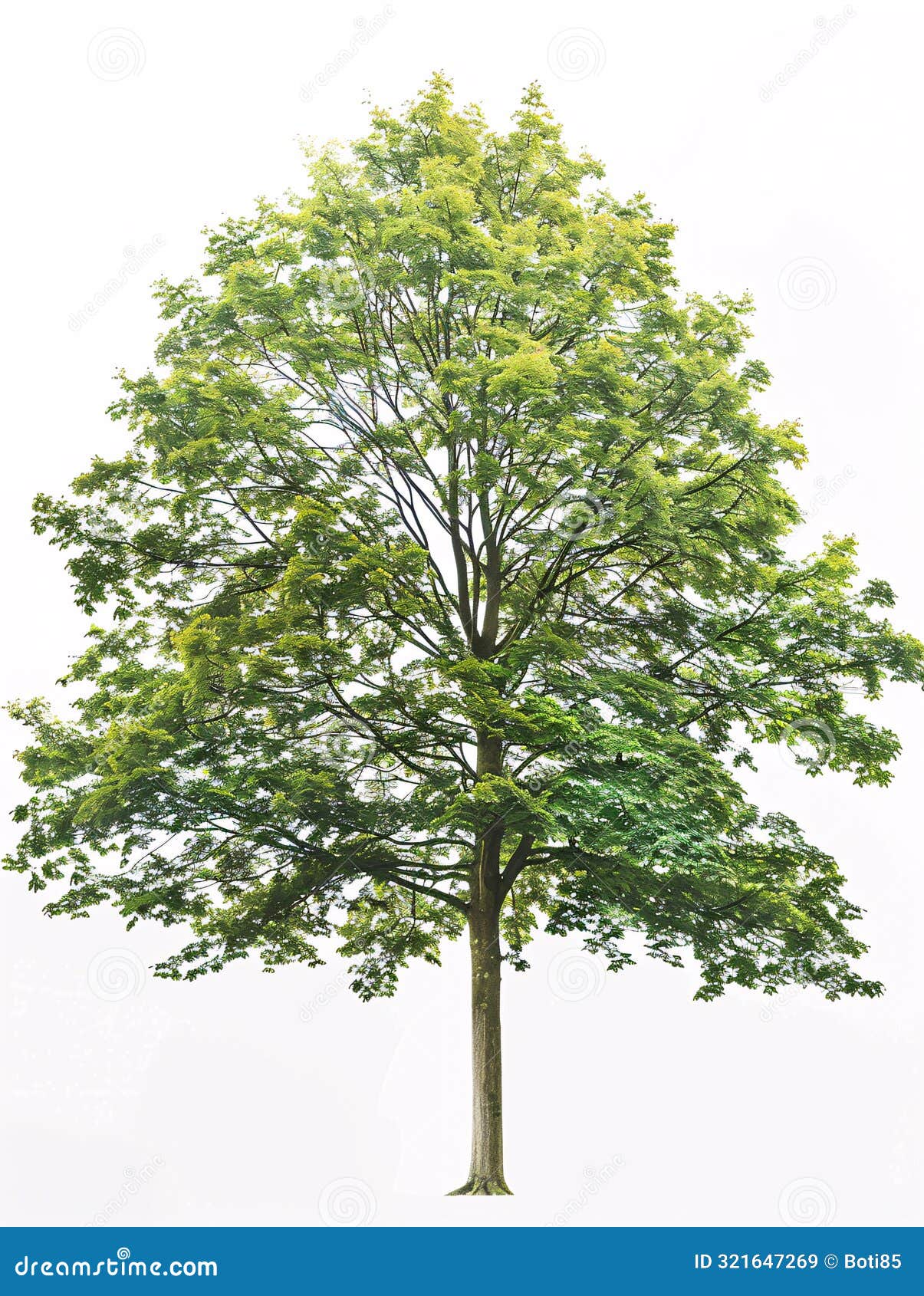 Different Types of Tree Isolated on a Solid White Background Stock ...