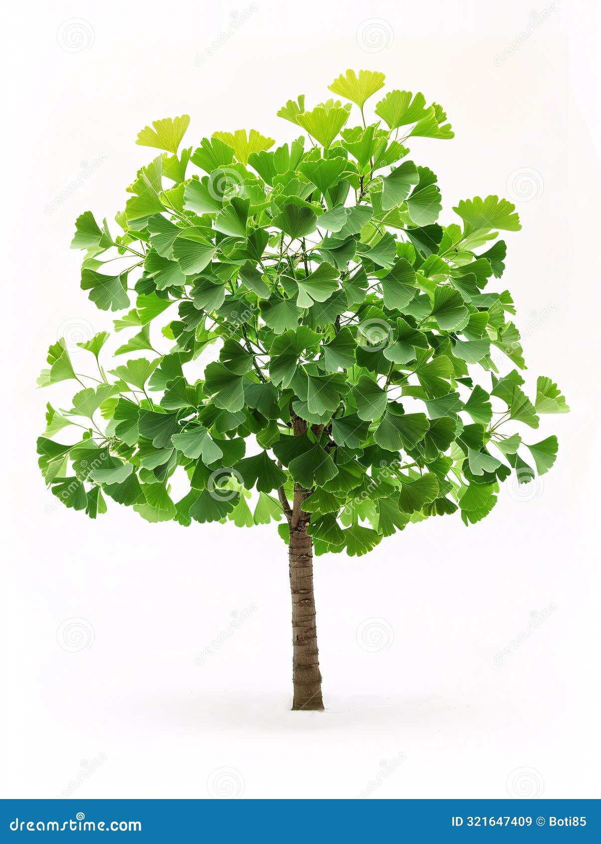 Different Types of Tree Isolated on a Solid White Background Stock ...