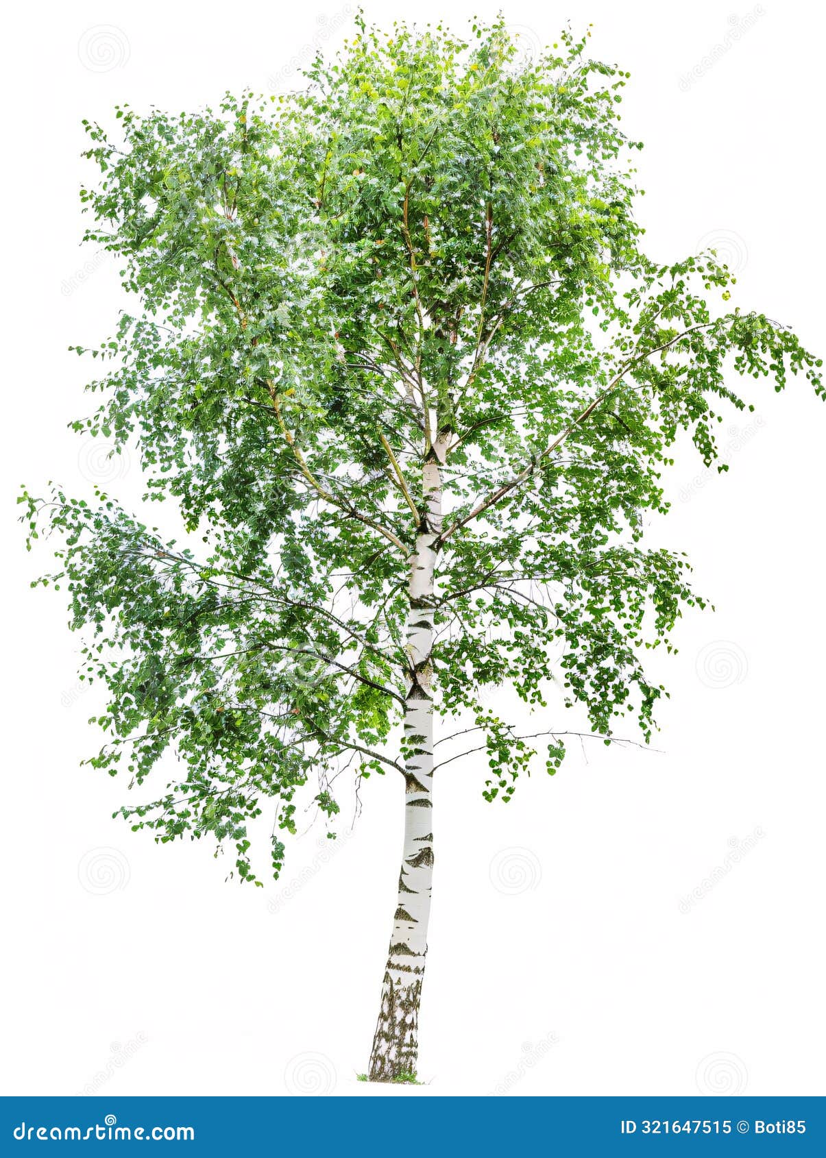 Different Types of Tree Isolated on a Solid White Background Stock ...