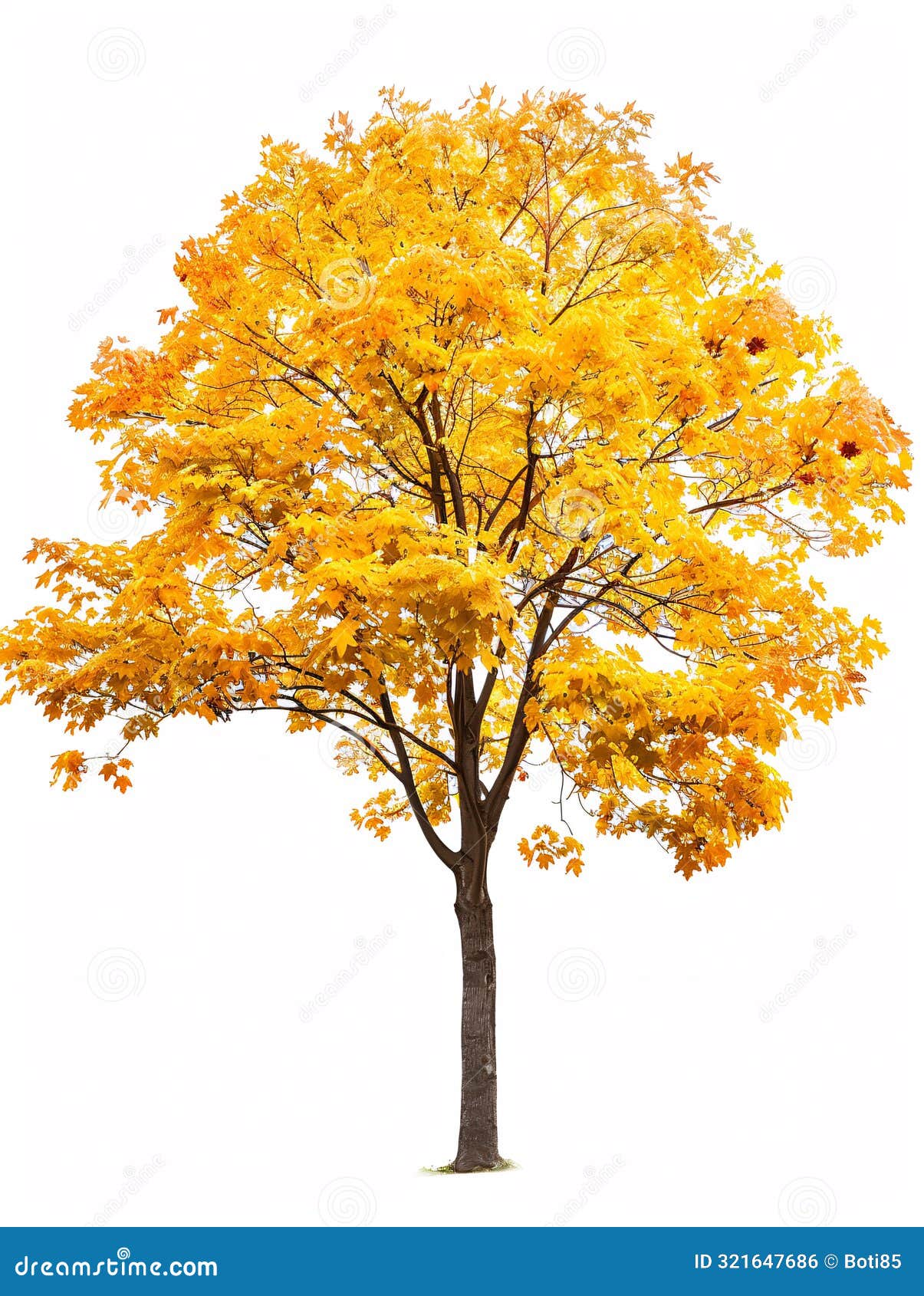 Different Types of Tree Isolated on a Solid White Background Stock ...