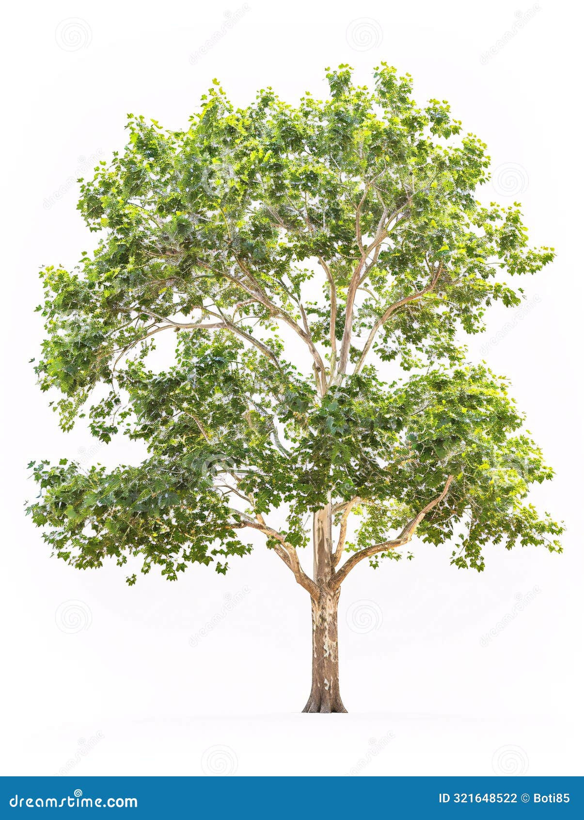 Different Types of Tree Isolated on a Solid White Background Stock ...