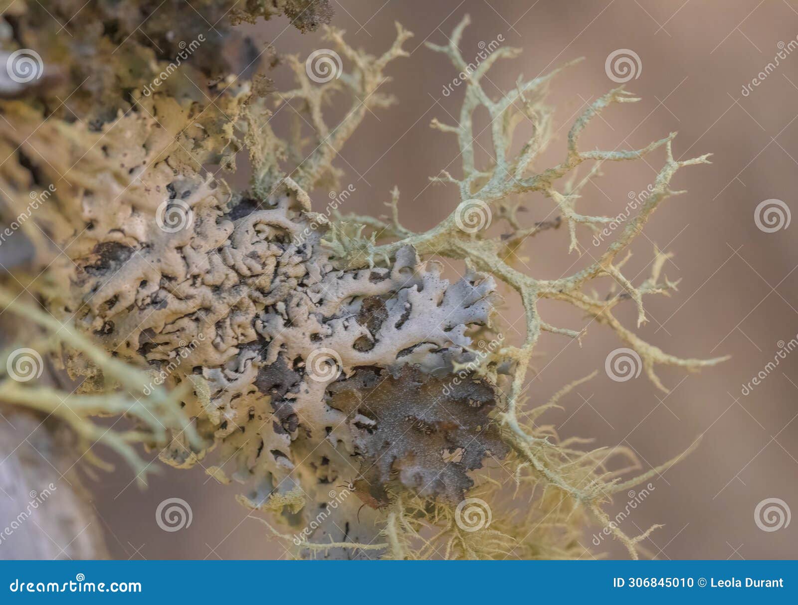 Different Types of Tree Lichens Stock Photo - Image of horsehair ... Different Types of Tree Lichens Stock Photo - Image of horsehair ...