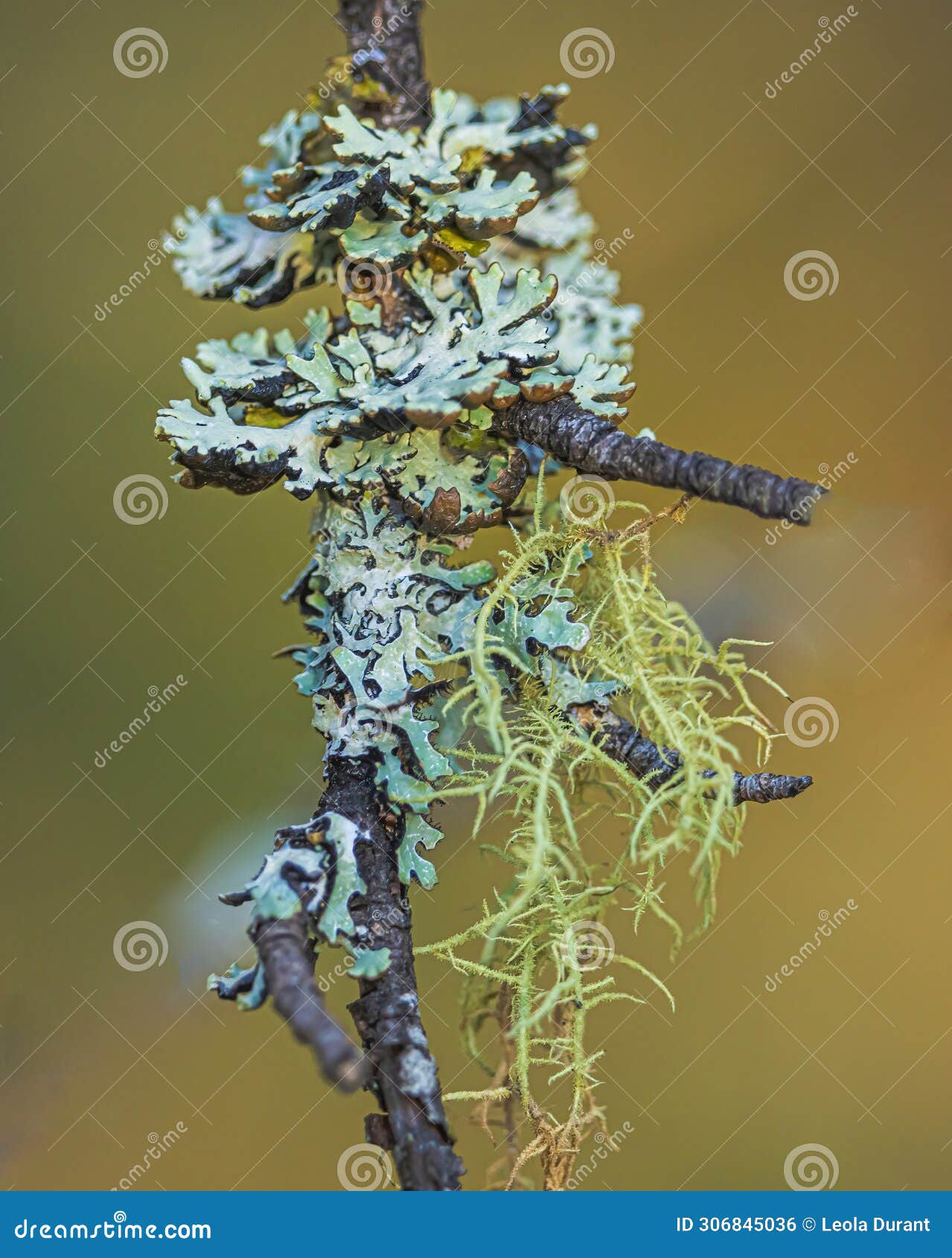 Different Types of Tree Lichens Stock Photo - Image of bluelichen ... Different Types of Tree Lichens Stock Photo - Image of bluelichen ...