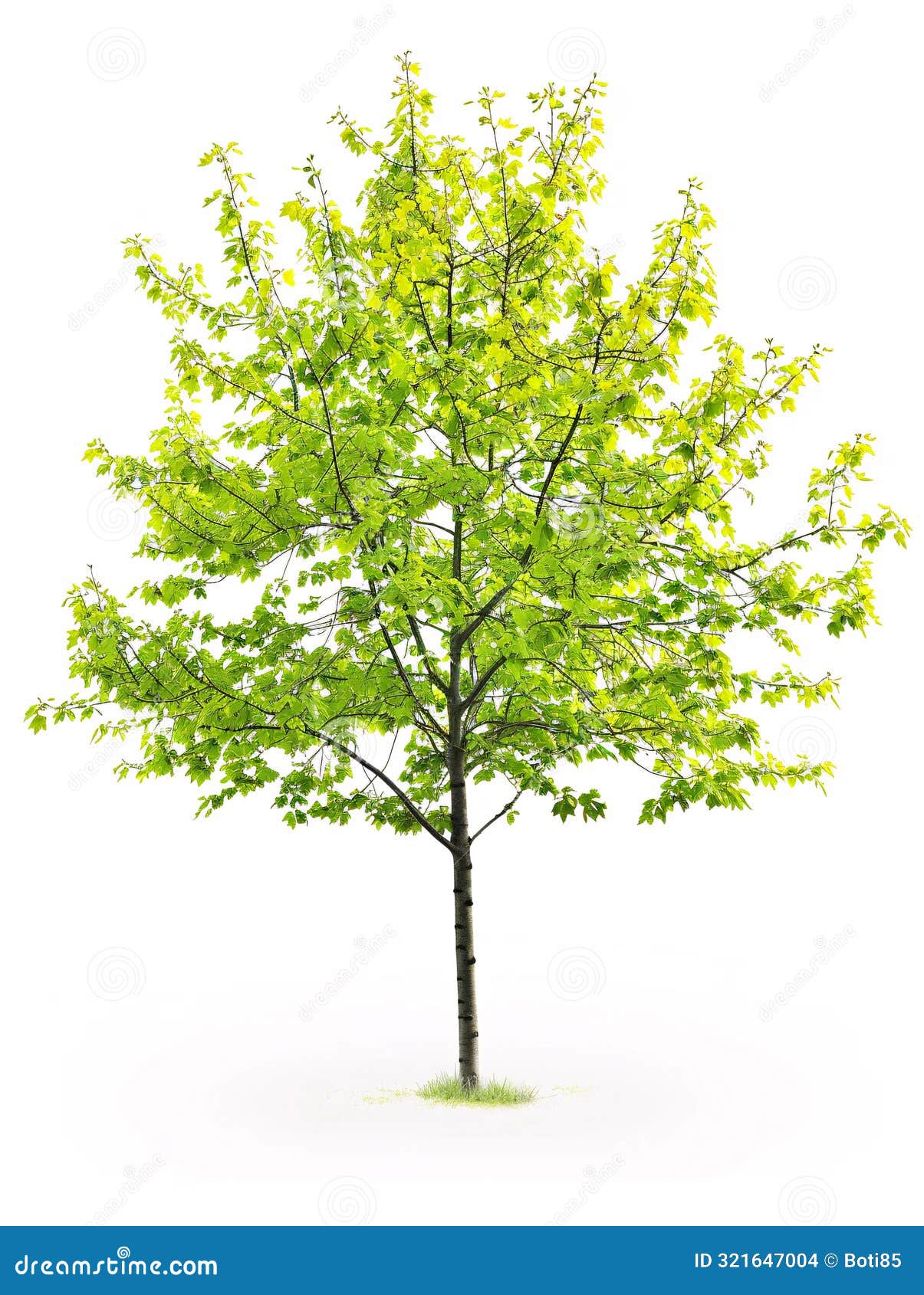 Different Types of Tree Isolated on a Solid White Background Stock ...