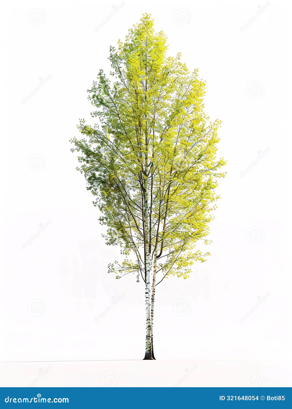 Different Types of Tree Isolated on a Solid White Background Stock ...