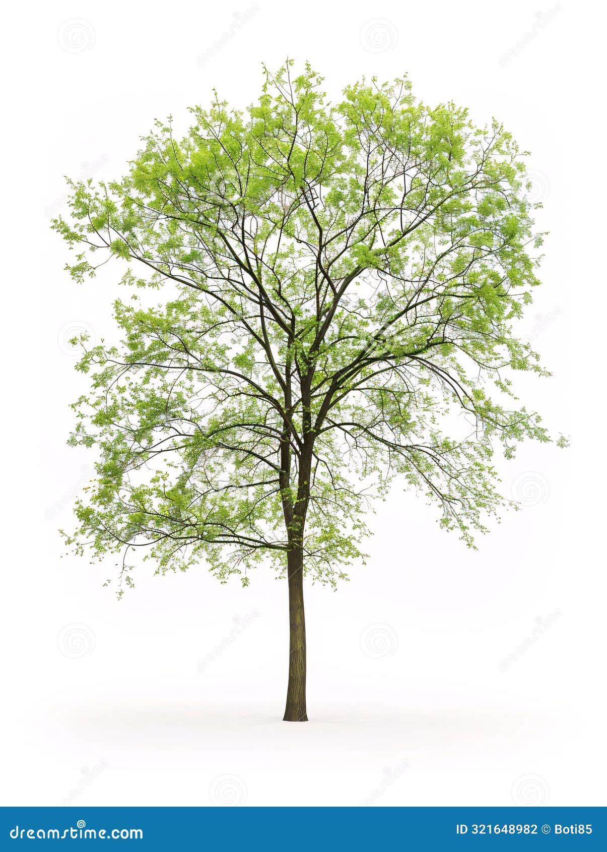 Different Types of Tree Isolated on a Solid White Background Stock ...