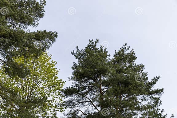 Different Types of Trees in a Mixed Forest in Cloudy Weather Stock ...