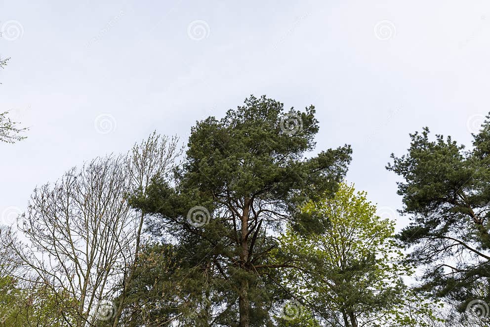 Different Types of Trees in a Mixed Forest in Cloudy Weather Stock ...
