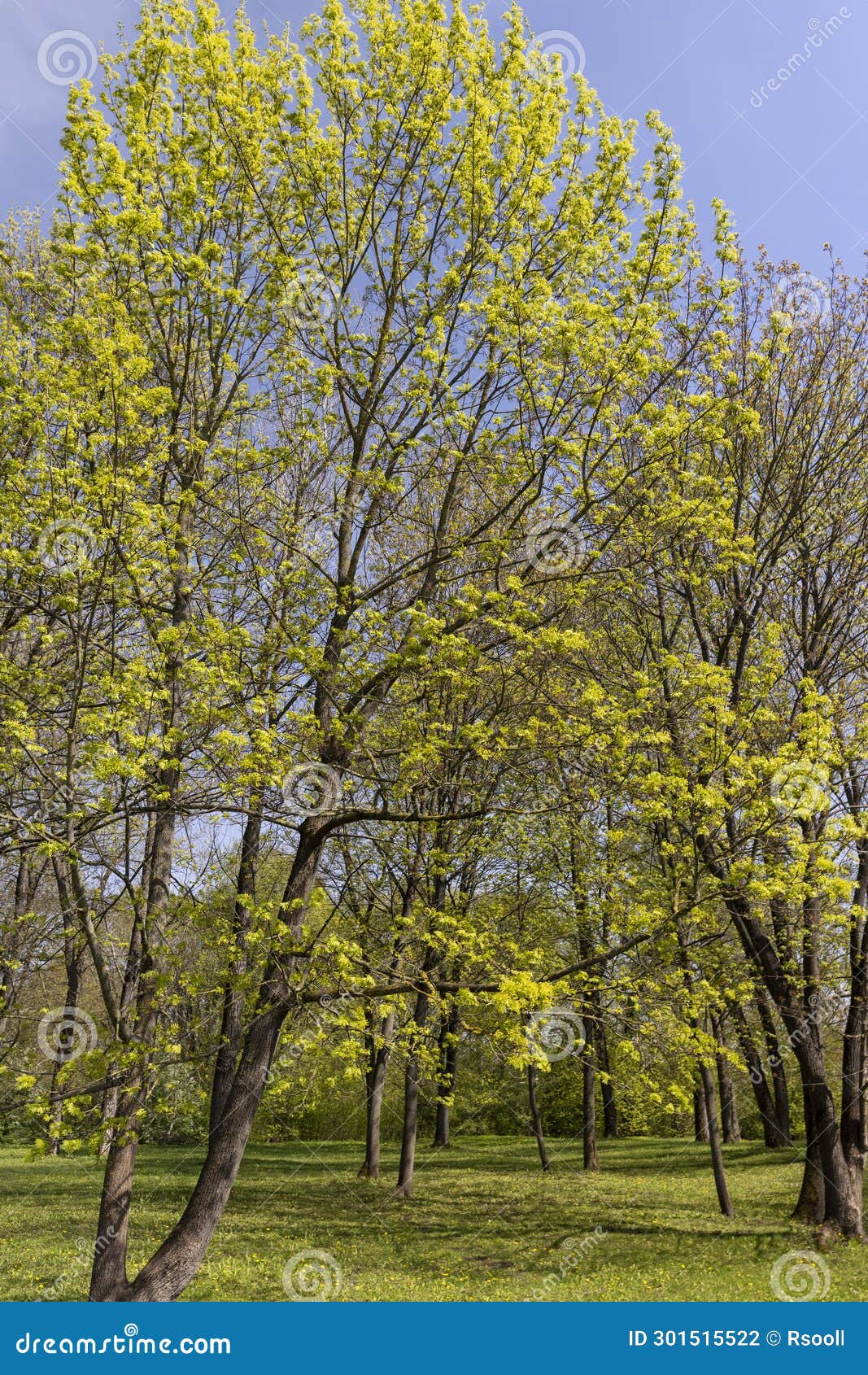 Different Types of Trees in the Park in Sunny Weather Stock Photo ...
