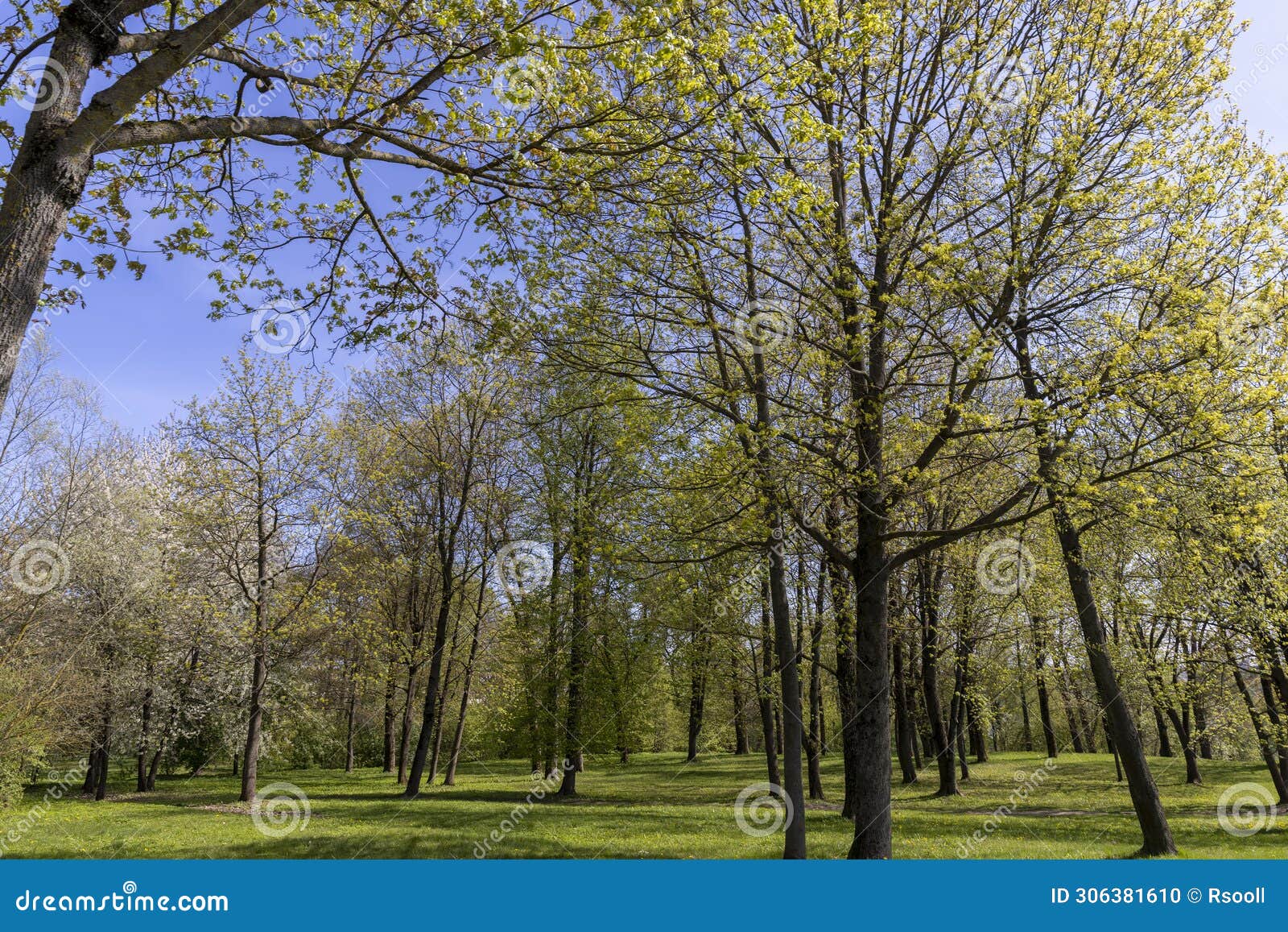 Different Types of Trees in the Park in Sunny Weather Stock Photo ...