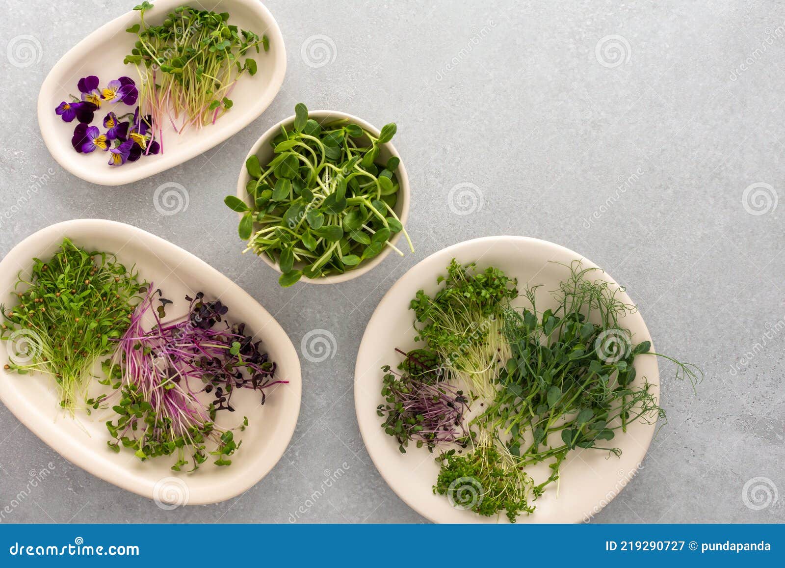 Useful Microgreens on Plates Stock Image - Image of healthy, health ...