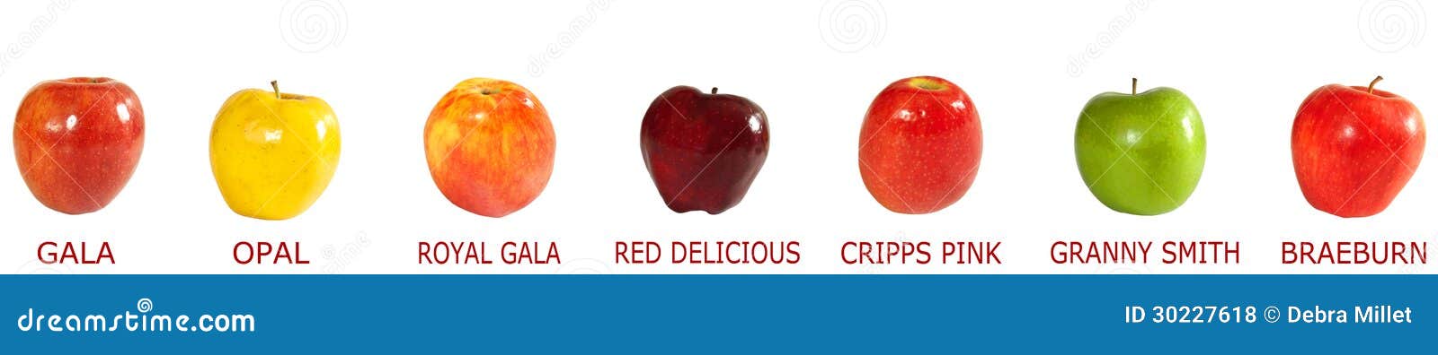 Assortment of apples stock photo. Image of fresh, royal - 30227618