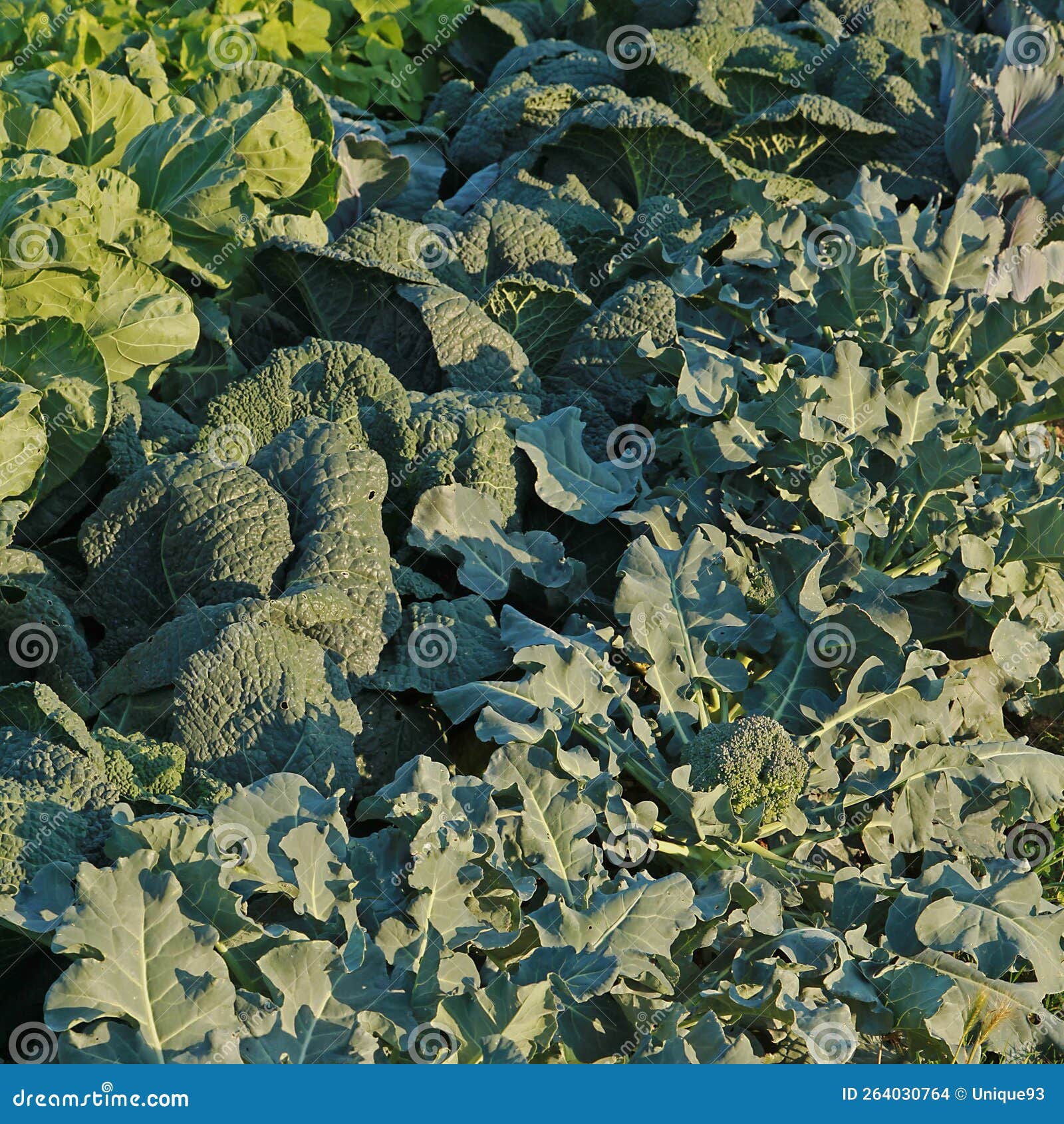 Different Varieties of Cabbage in a Vegetable Garden Stock Photo ...
