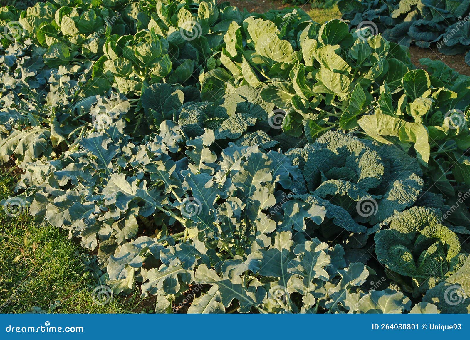 Different Varieties of Cabbage in a Vegetable Garden Stock Image ...