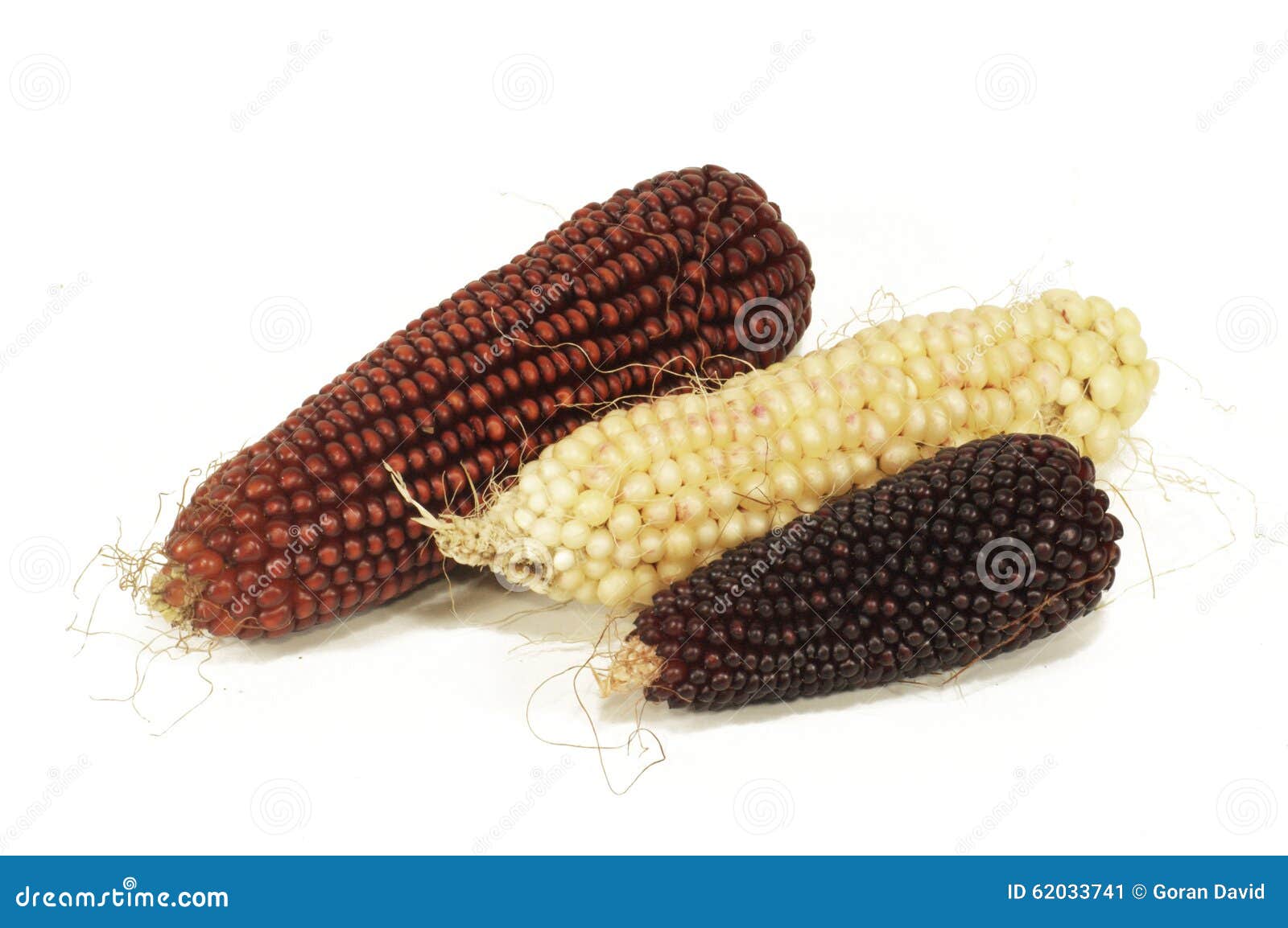 Different Varieties of Colorful Corn Cobs Stock Image - Image of ...