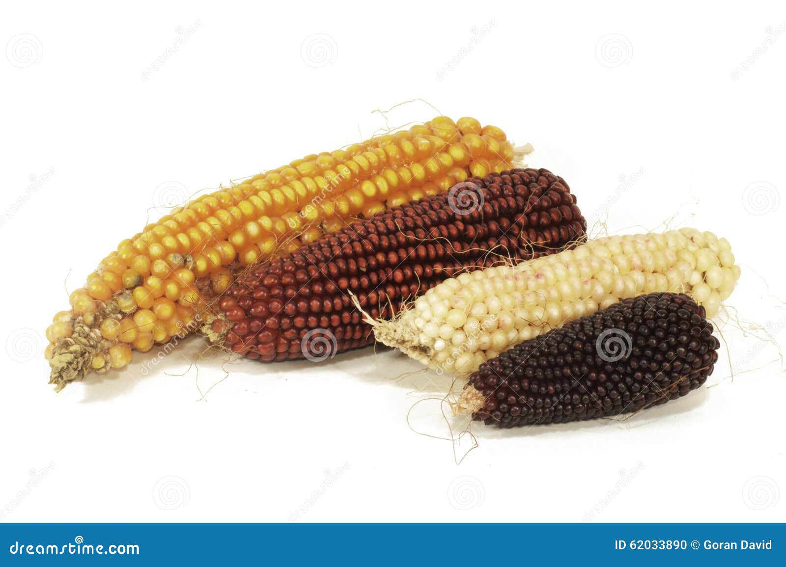 Different Varieties of Colorful Corn Cobs Stock Photo - Image of leaves ...