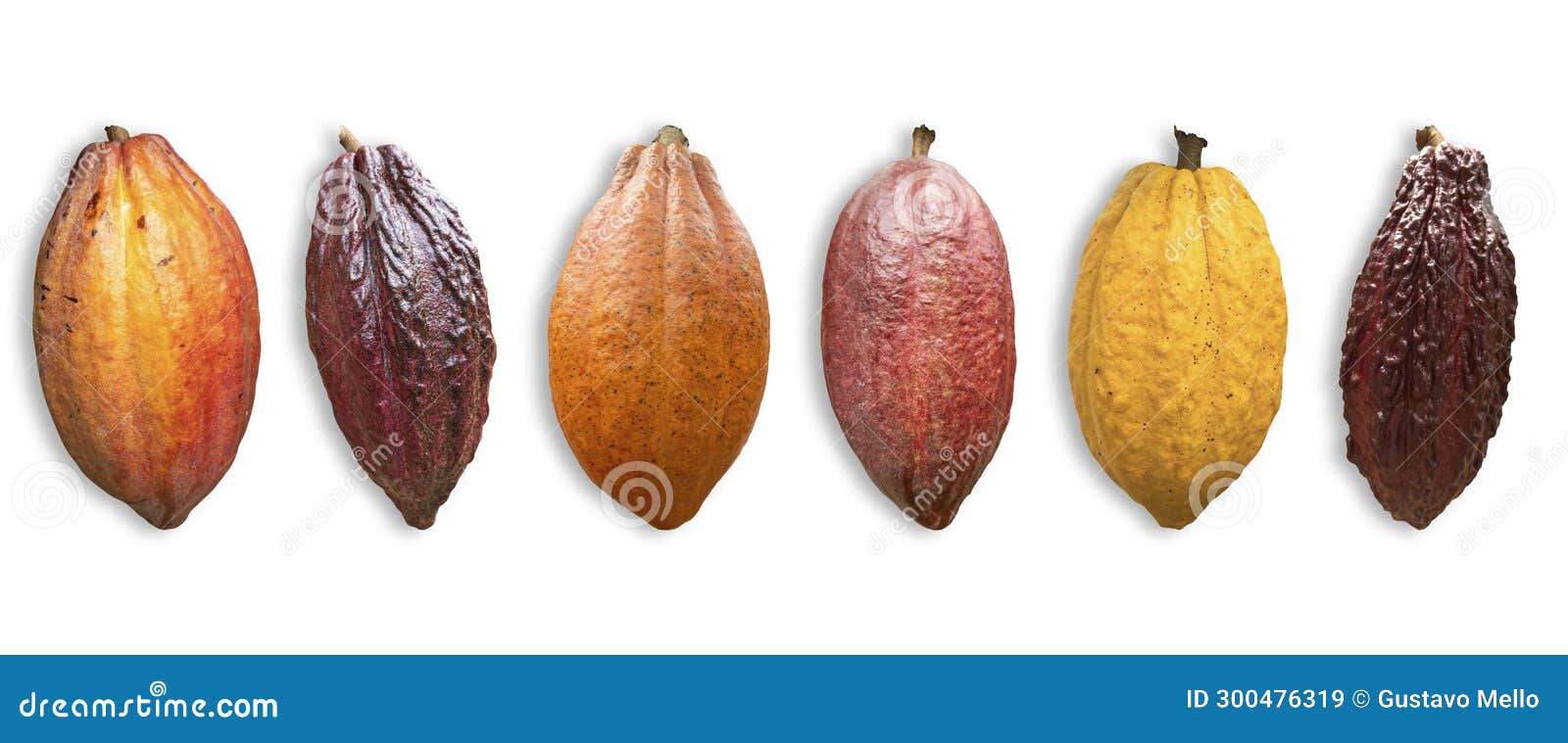 Different Varieties and Colors of Cocoa Fruit Isolated on White ...