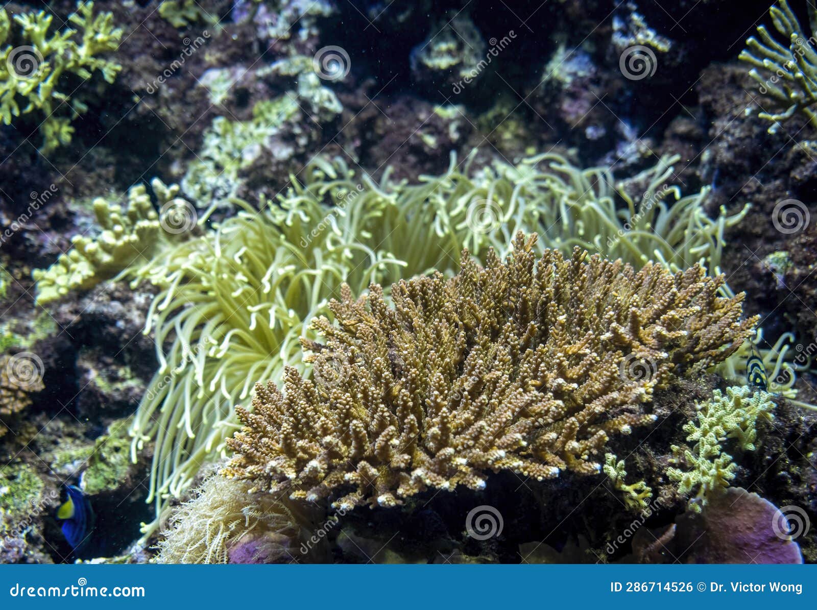 Different Varieties of Corals with Detailed Structures Growing on Rocks ...