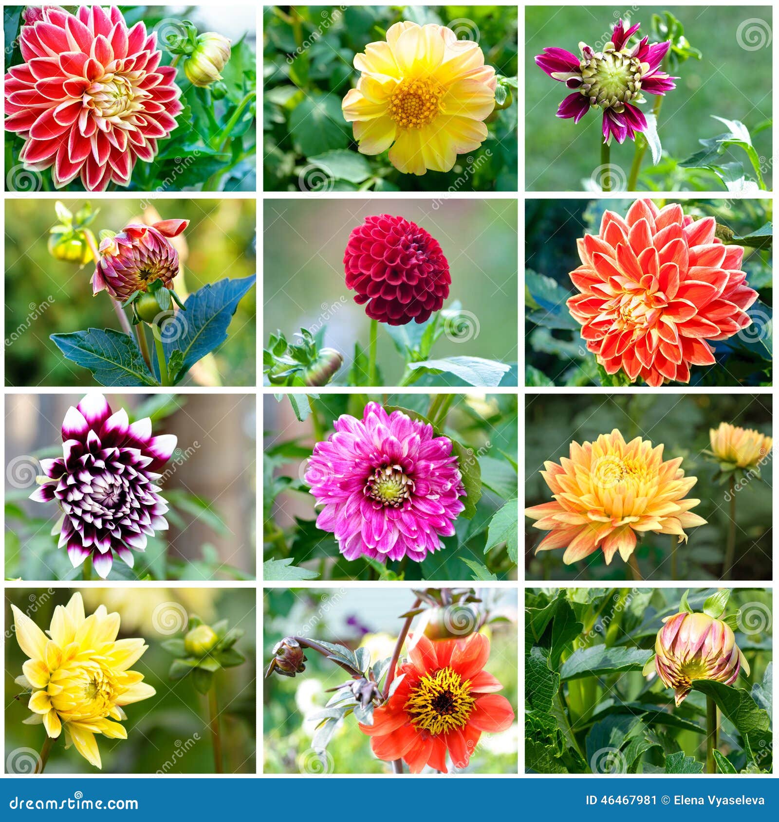 Different Varieties of Dahlias Stock Image - Image of head, elegance ...