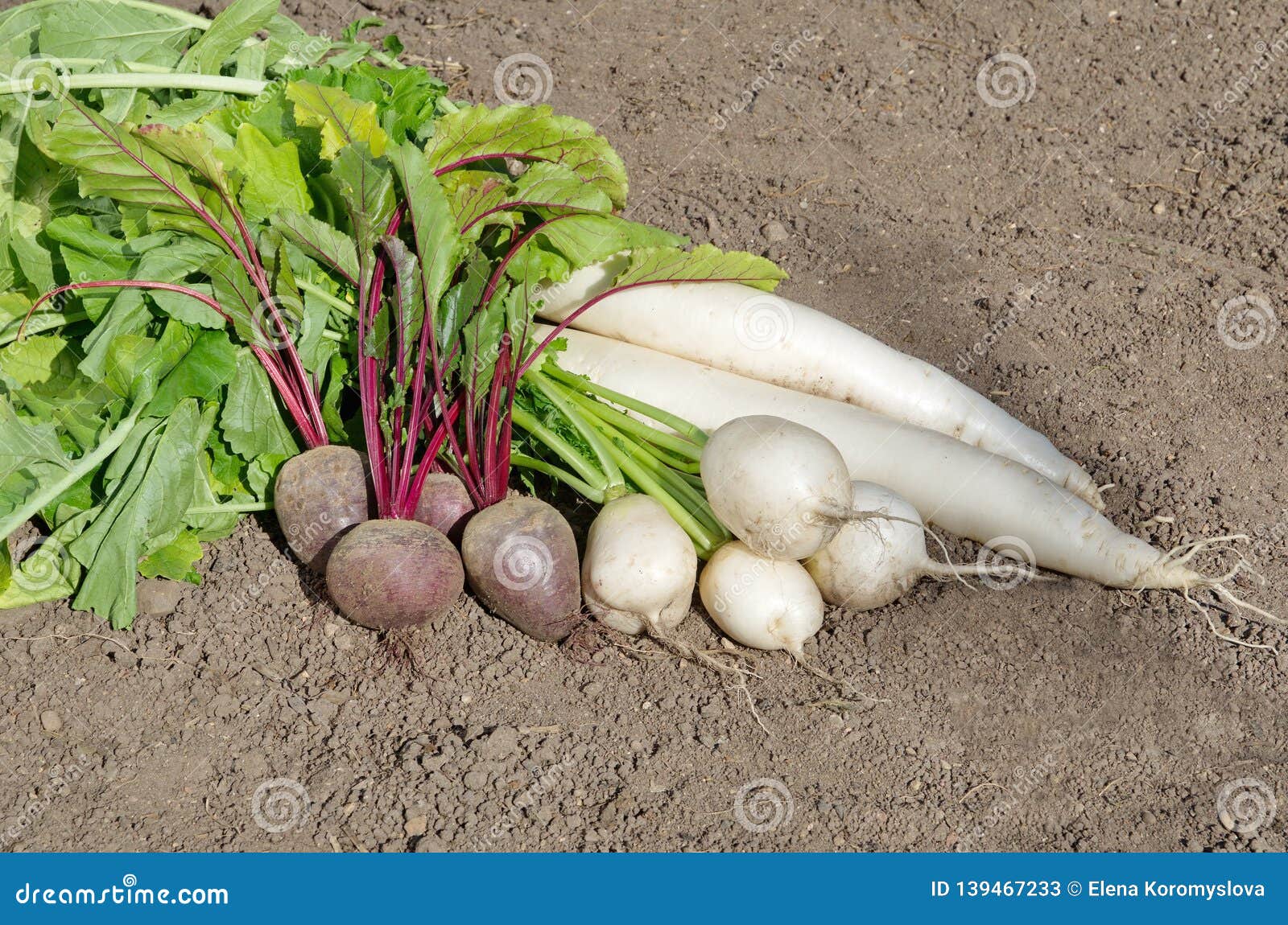 Different Varieties of Daikon Radish and Beets Stock Image - Image of ...