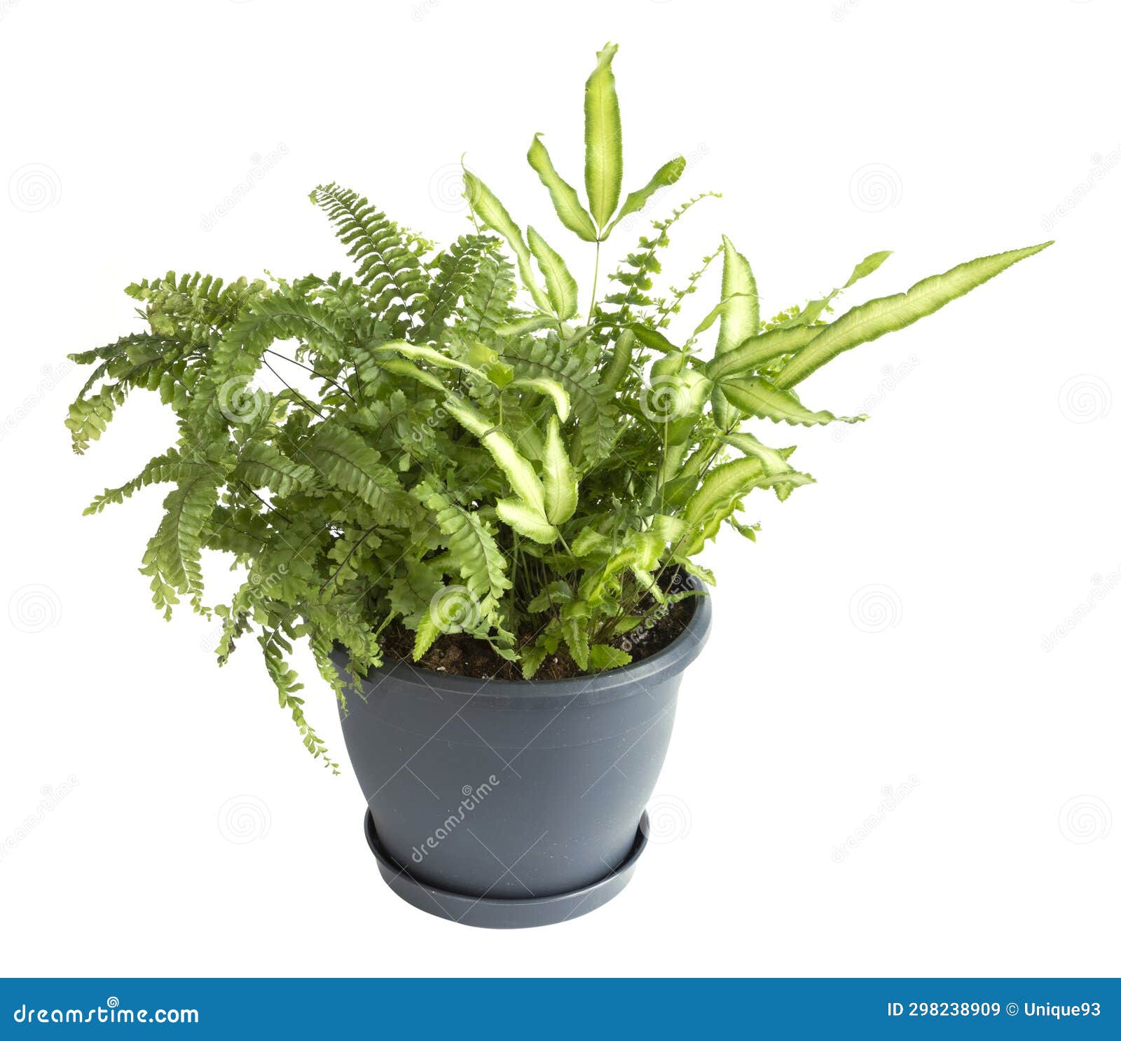 Different Varieties of Ferns in a Pot Isolated Stock Image - Image of ...