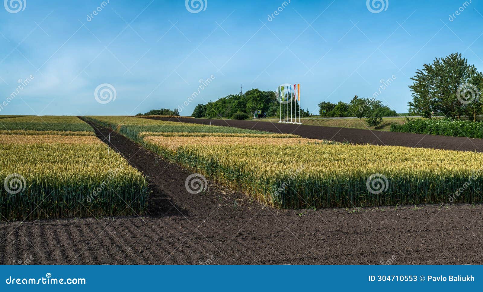Different Varieties of Grain Crops and Arable Land Around Sectors Stock ...