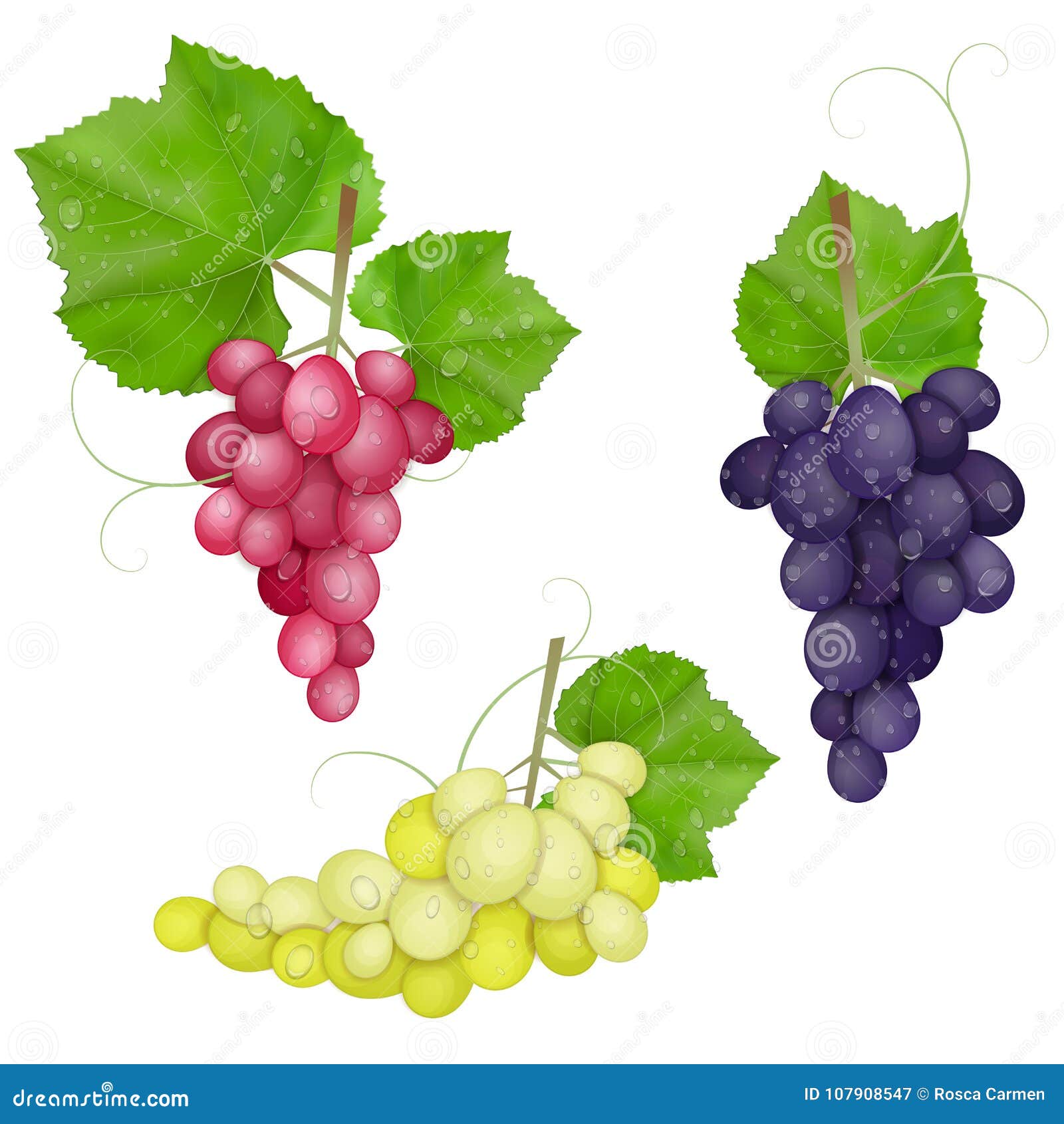 Different Varieties of Grapes with Leaves Stock Illustration ...