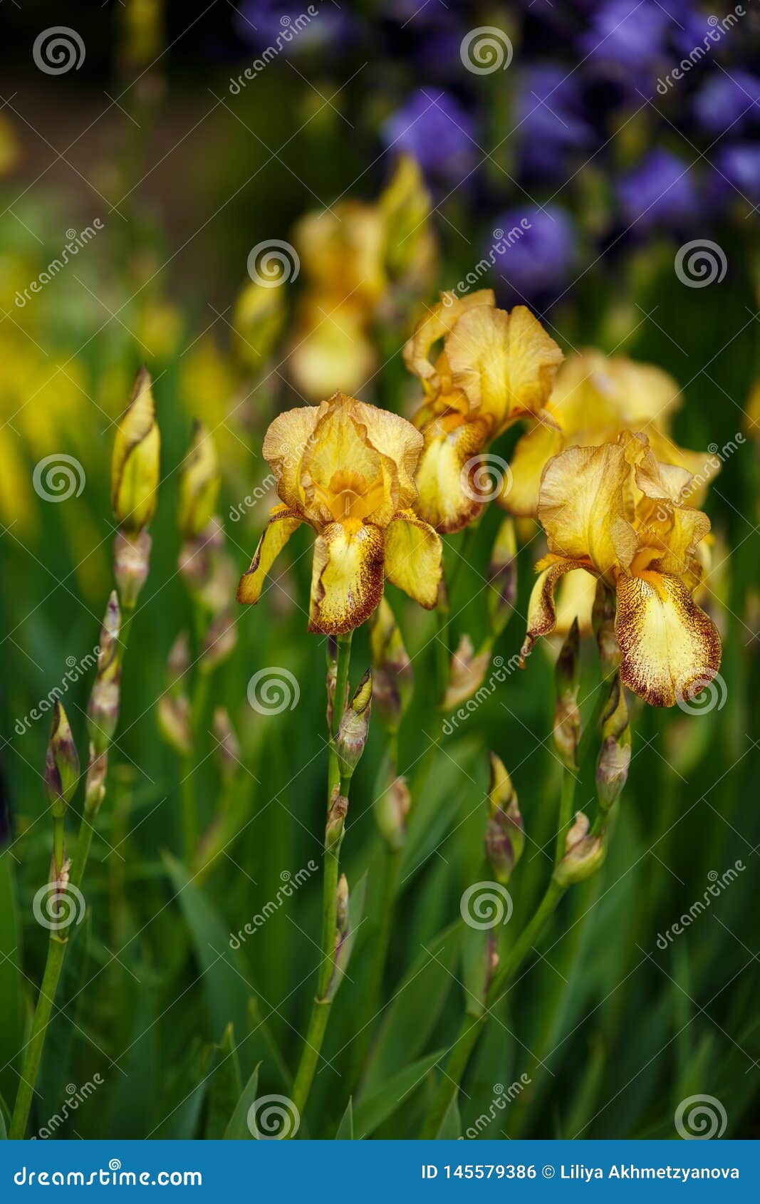 Different Varieties of Irises Stock Photo - Image of color, leaf: 145579386