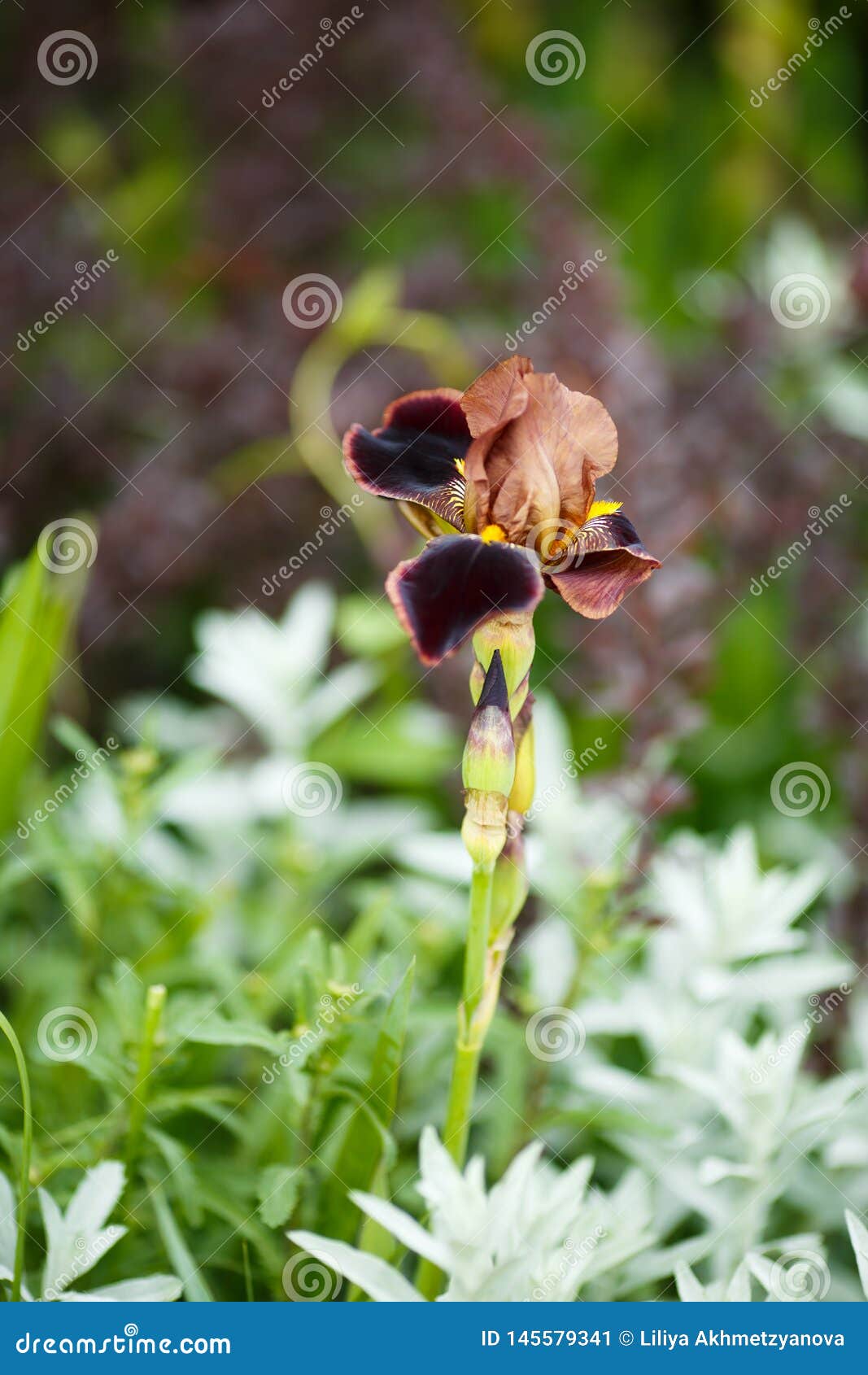 Different Varieties of Irises Stock Image - Image of botany, macro ...