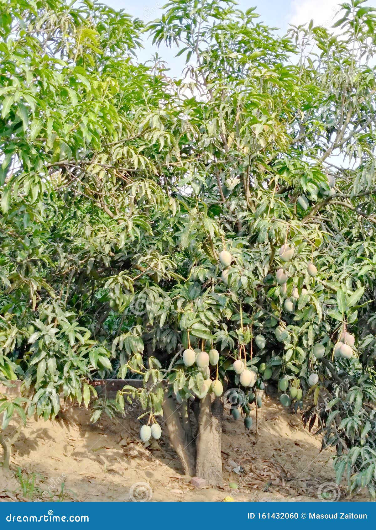 Different Varieties of Mango at the Same Tree Stock Photo - Image of ...