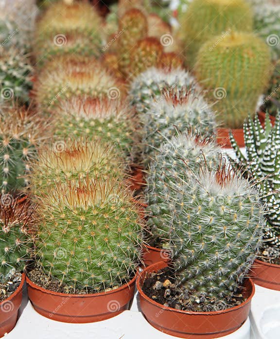 Different Varieties of Mini Cactus in Pot Stock Image - Image of thorny ...