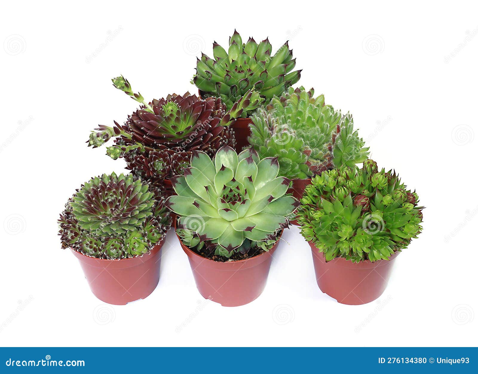 Different Varieties of Mini Sempervivum in Pot Stock Photo - Image of ...