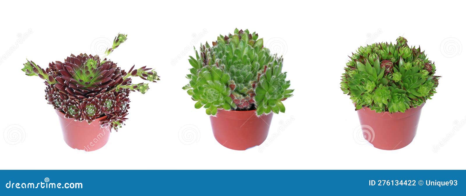 Different Varieties of Mini Sempervivum in Pot Stock Photo - Image of ...