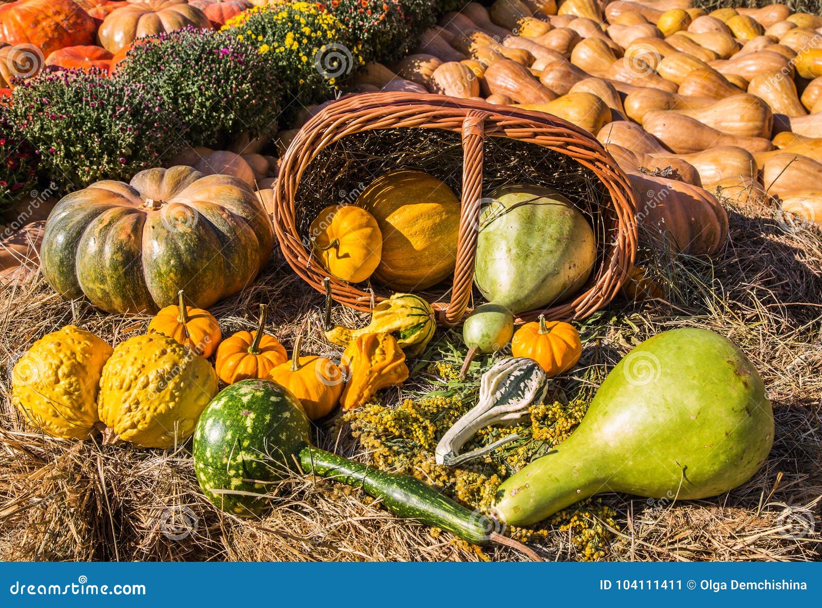 Different Varieties of Pumpkins Stock Image - Image of basket ...