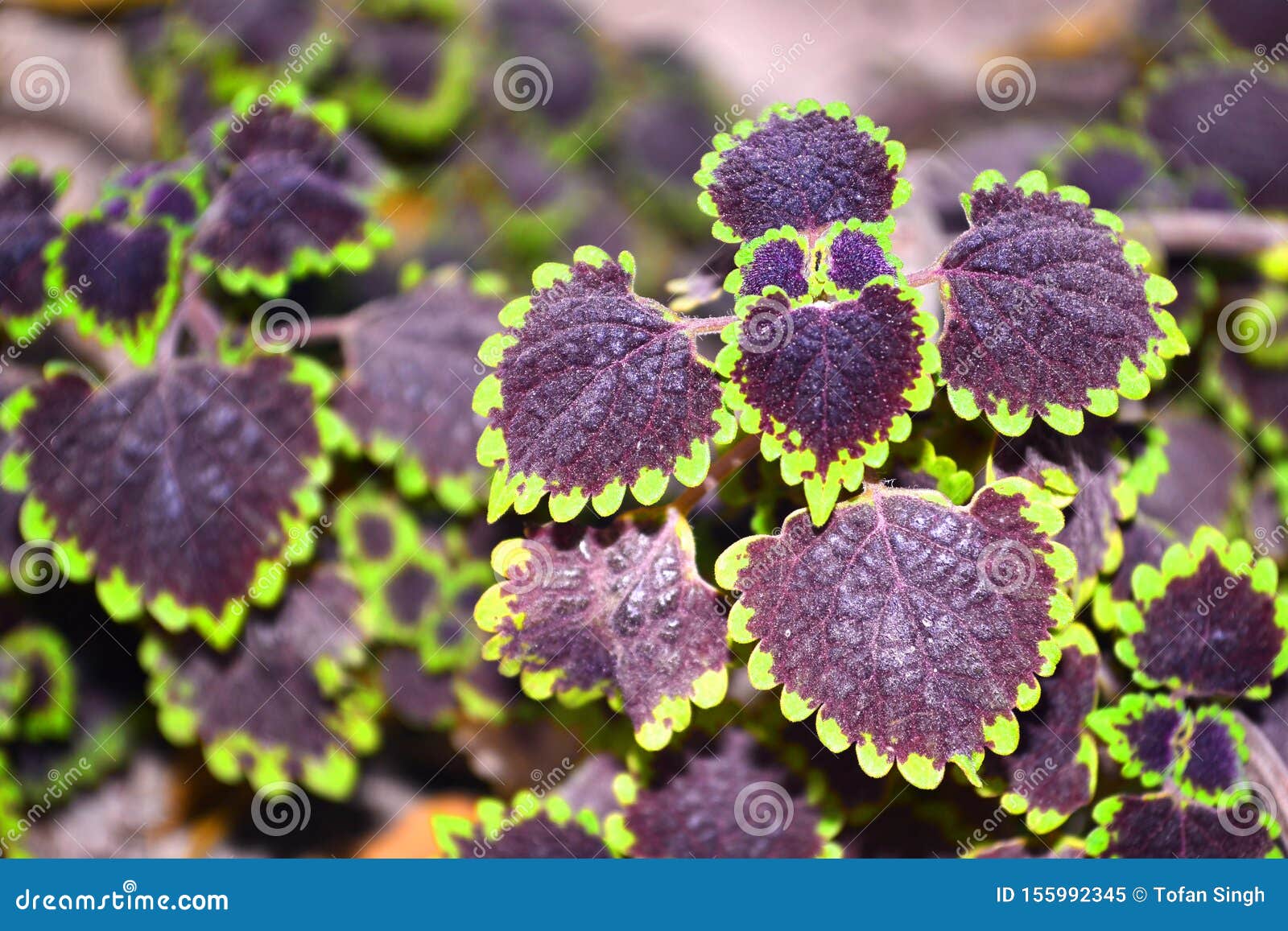 Different Varieties of Red and Purple Leafy Coleus with Green and Green ...