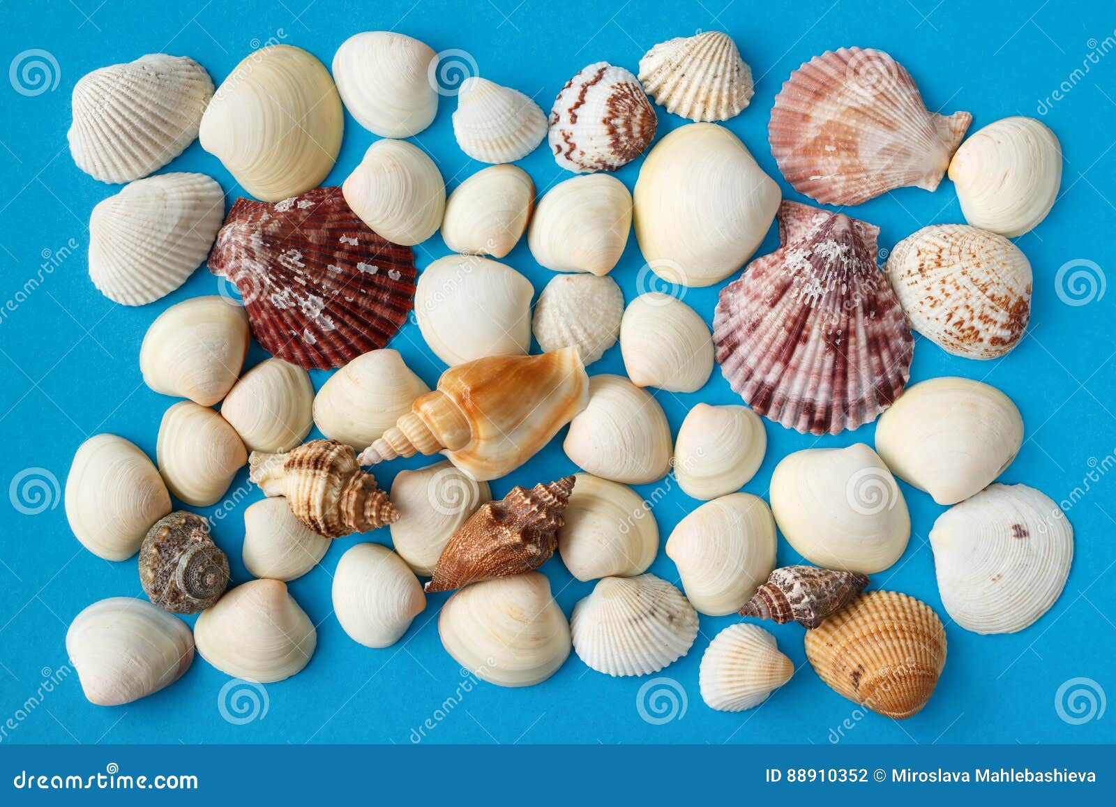 Different Varieties of Sea Shells on a Blue Background. Stock Photo ...